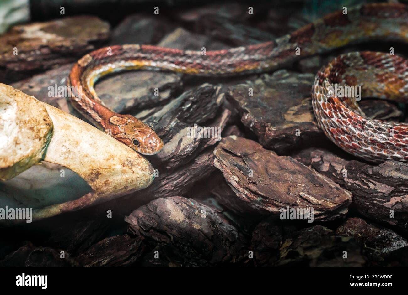 dangerous snake hunting in the forest wildlife close up Stock Photo - Alamy