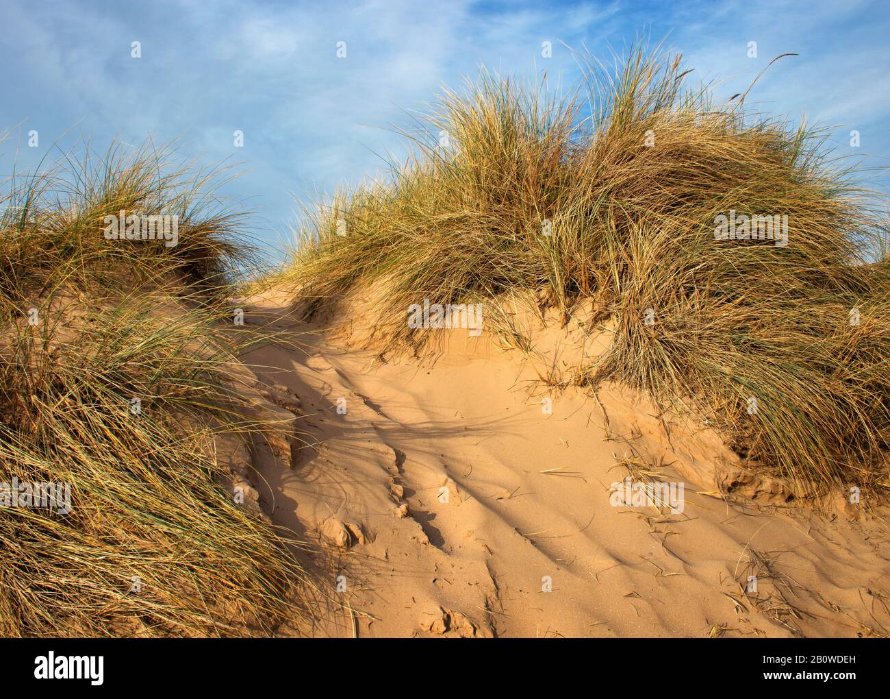 Marram grass on a protected section of the beach at St Annes on Sea ...