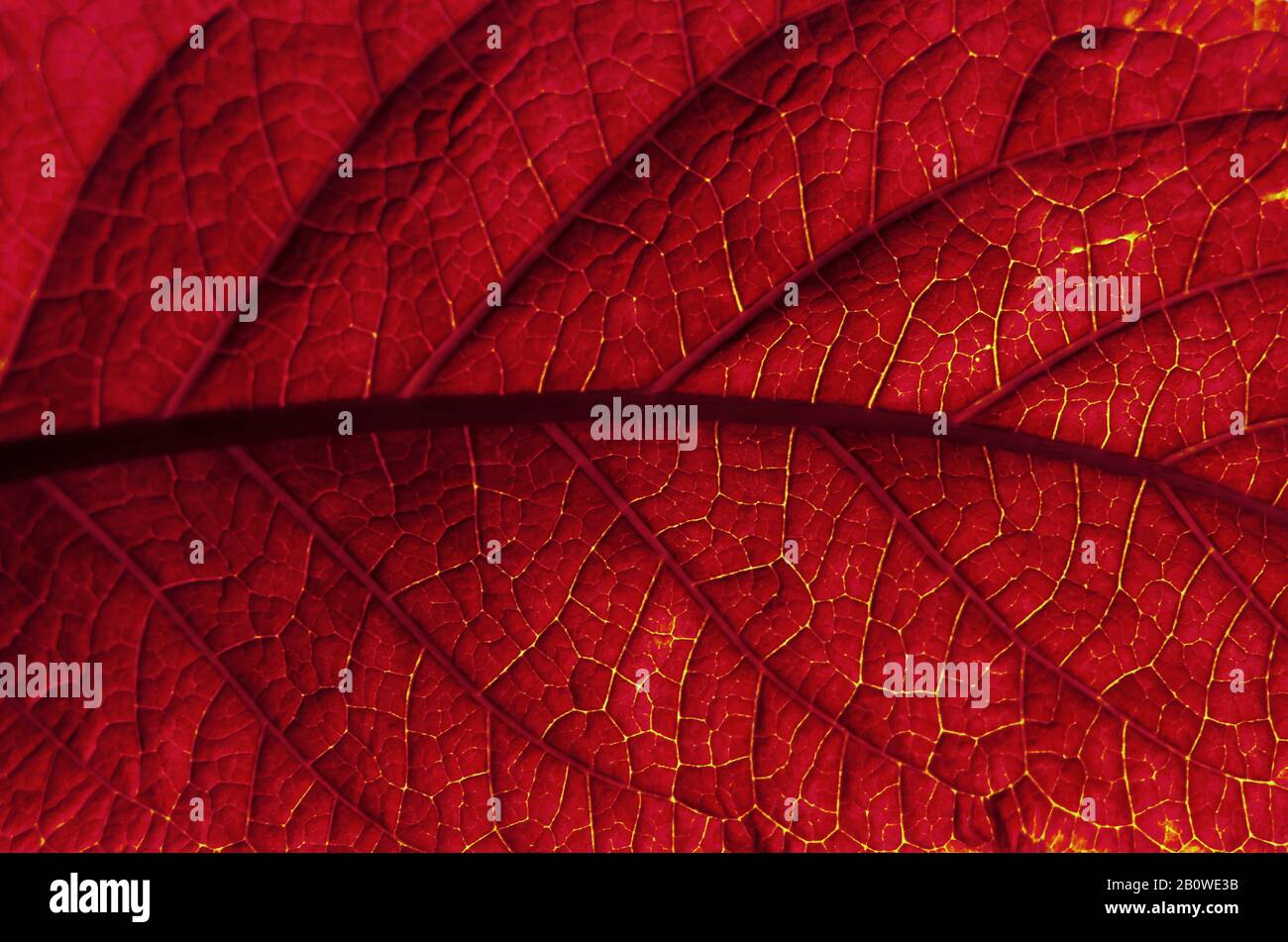 red leaf of a plant, close up nature background Stock Photo - Alamy
