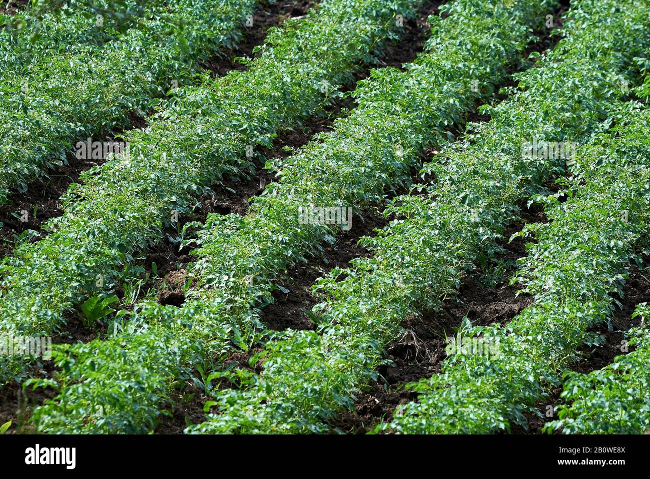 Small potato crop (Solanum tuberosum Stock Photo - Alamy
