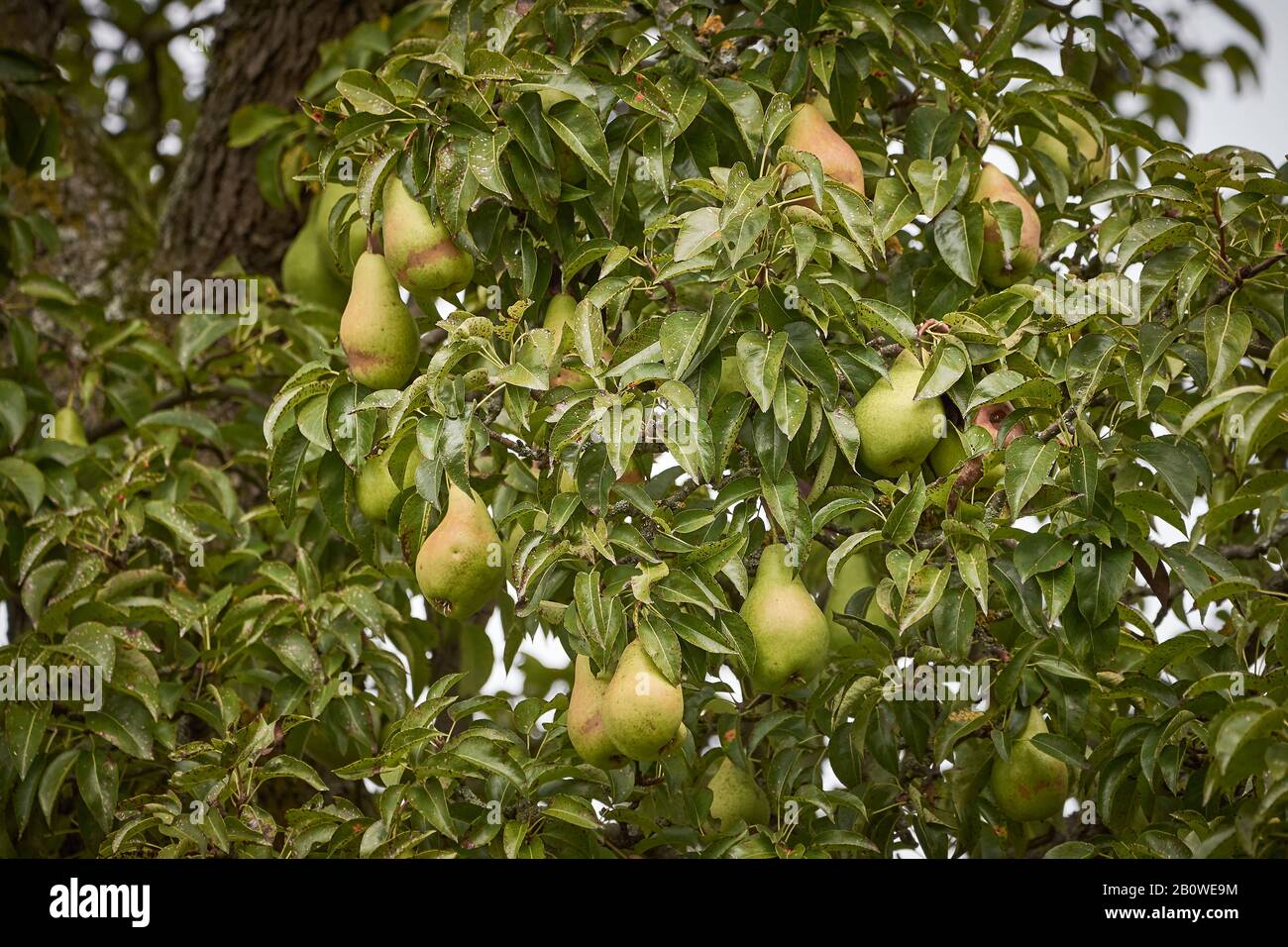 European pear Tree with fruits (Pyrus communis Stock Photo - Alamy