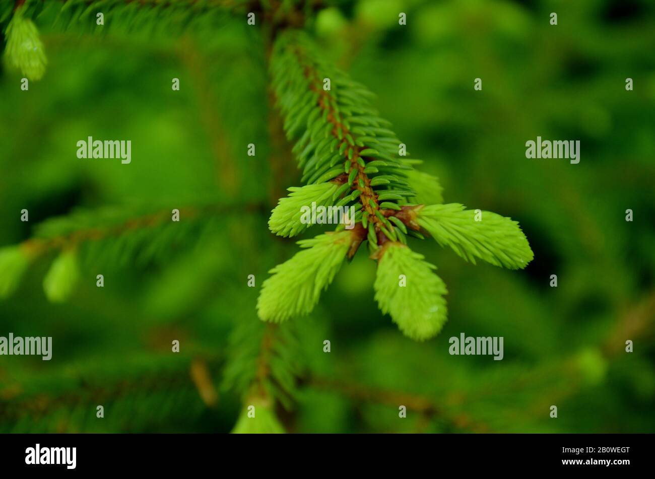 Green background. New needles on conifer, evergreen with new light ...