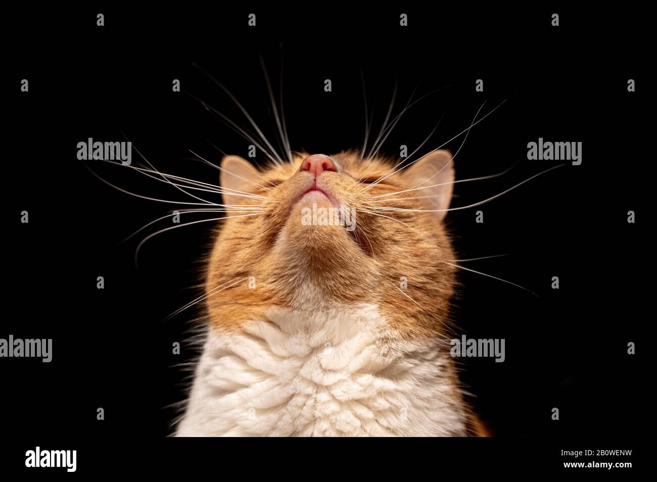 Cat paw chin hi-res stock photography and images - Alamy