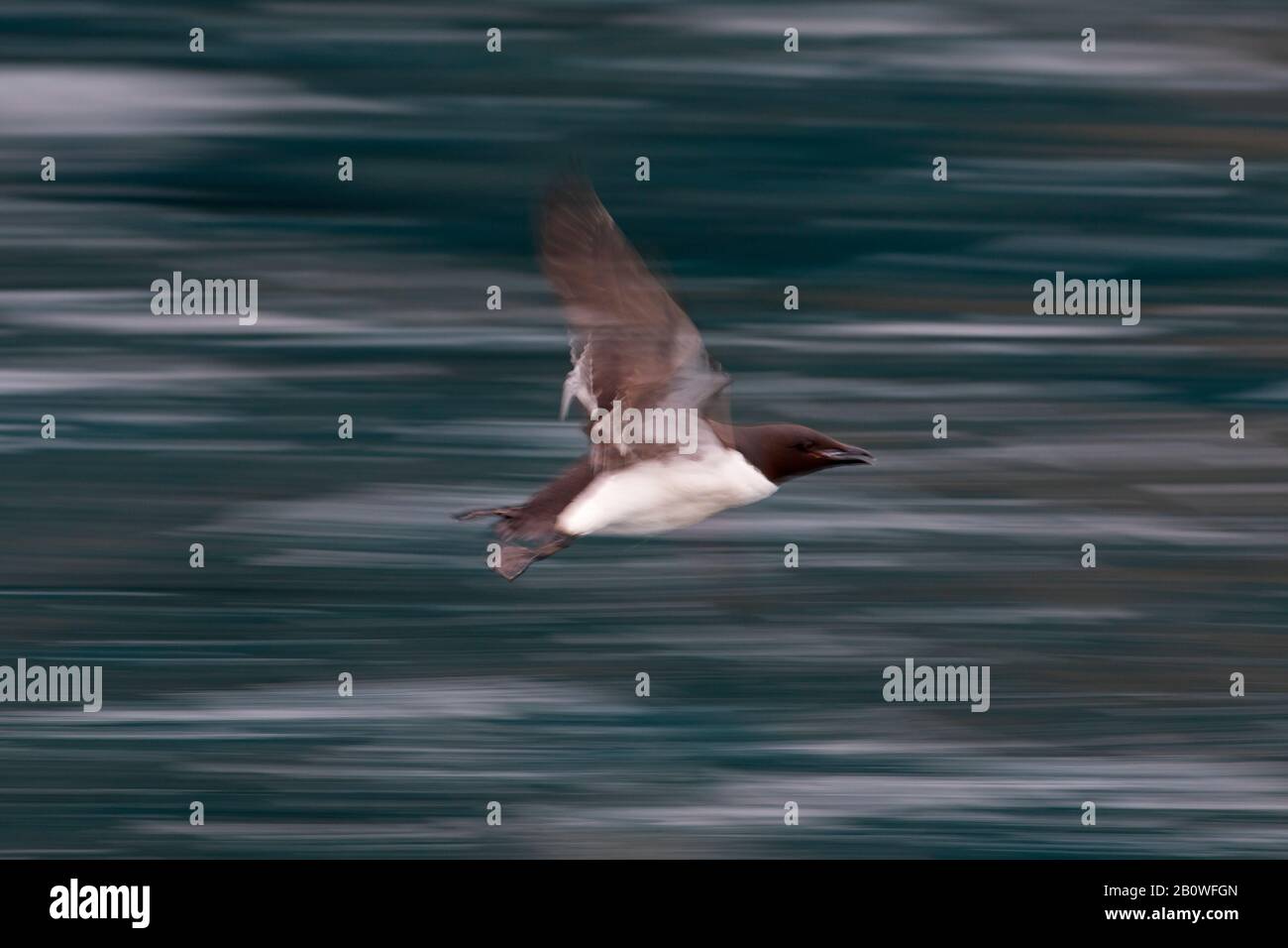 Thick billed murre hi-res stock photography and images - Alamy