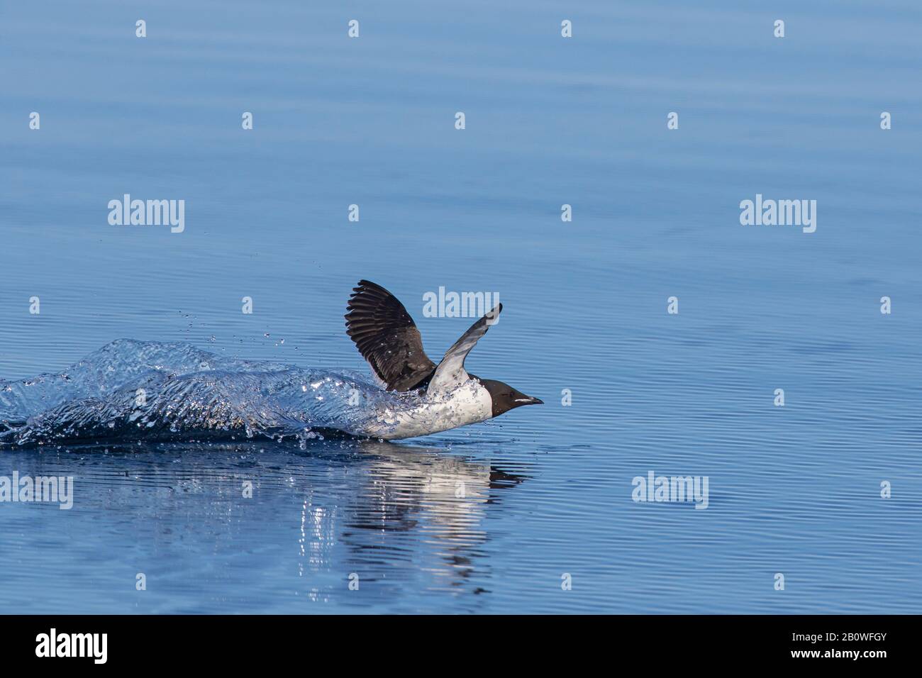 Thick billed murre hi-res stock photography and images - Alamy