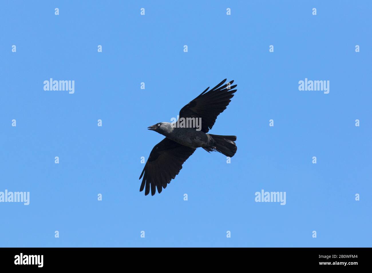 Western jackdaw in flight hi-res stock photography and images - Alamy