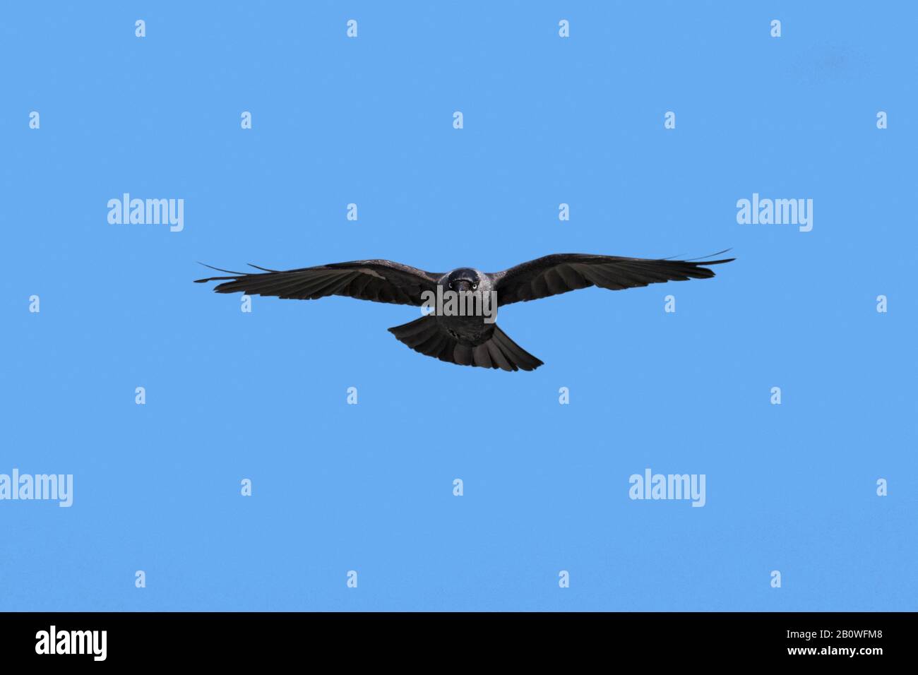 Western jackdaw / European jackdaw (Corvus monedula / Coloeus monedula ...