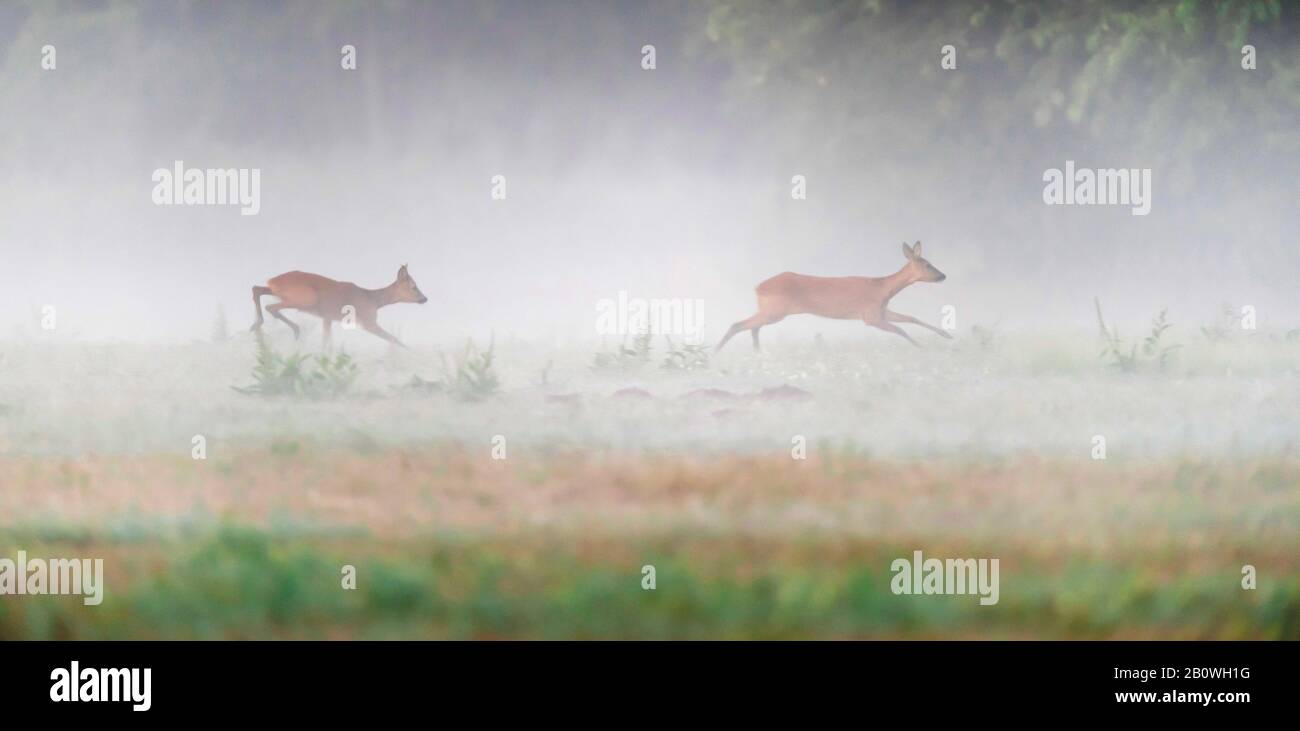 Roe deer male chasing hi-res stock photography and images - Alamy