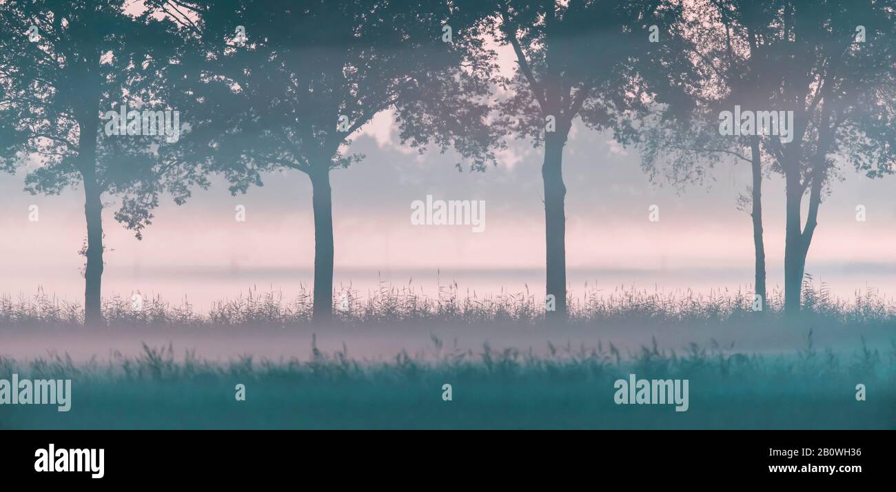 Row of trees in the early fog hi-res stock photography and images - Alamy