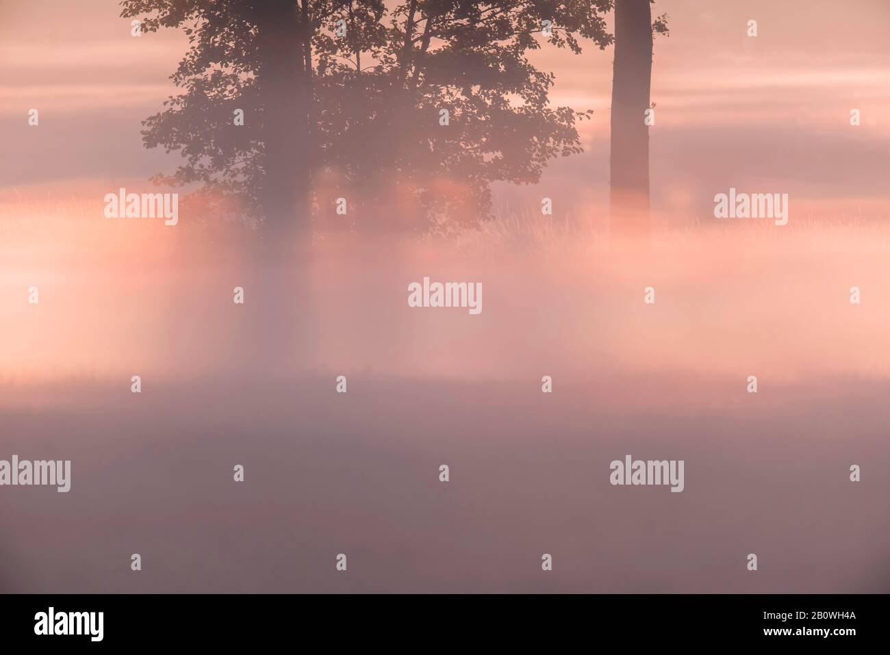 Sunrays through trees and fog during sunrise Stock Photo - Alamy