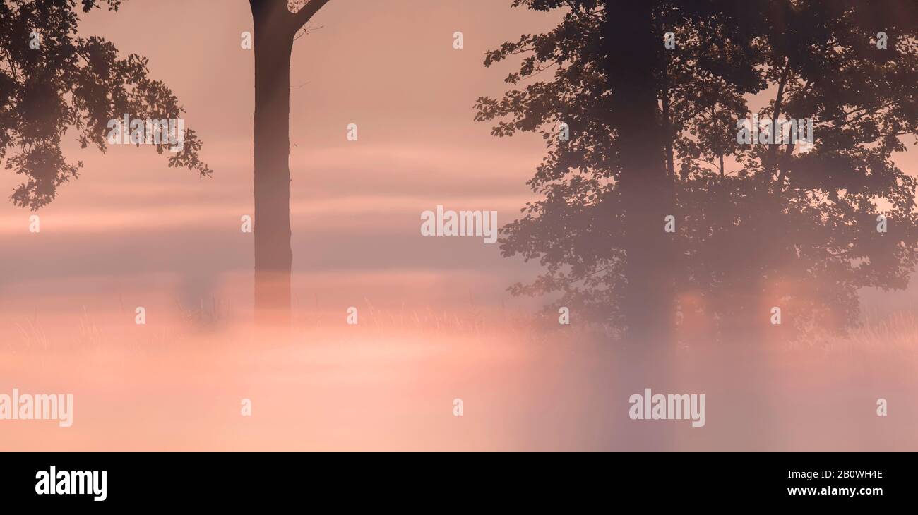 Sunrays through trees hi-res stock photography and images - Alamy