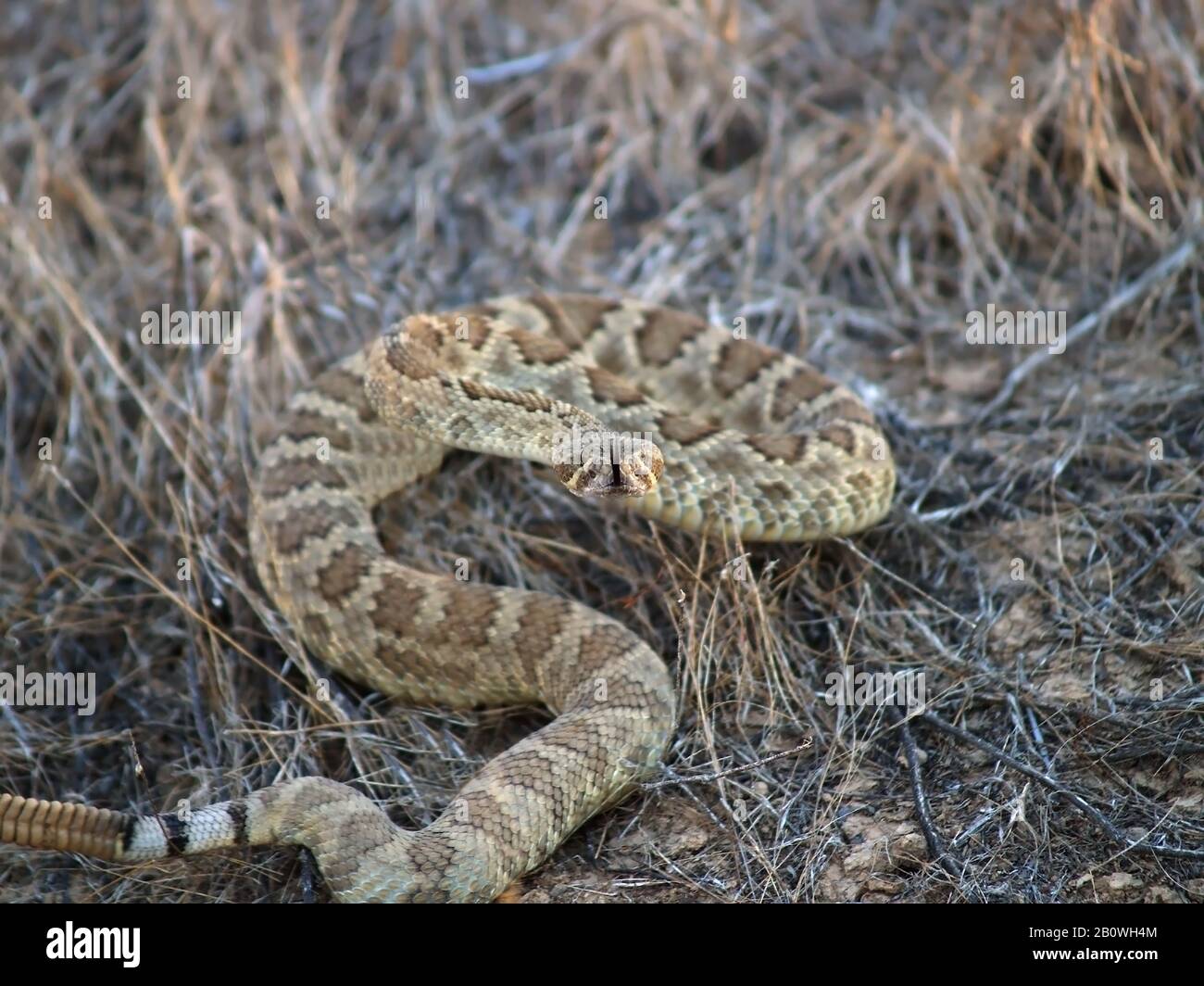 An Angry Rattlesnake native to Arizona ready to strike Stock Photo - Alamy