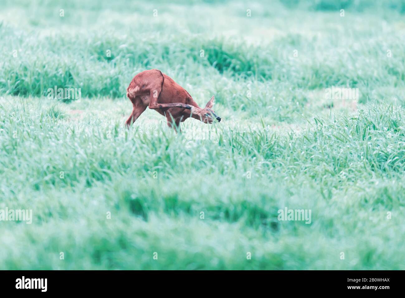 Roe deer scratching ear while standing between tall grass in pasture ...
