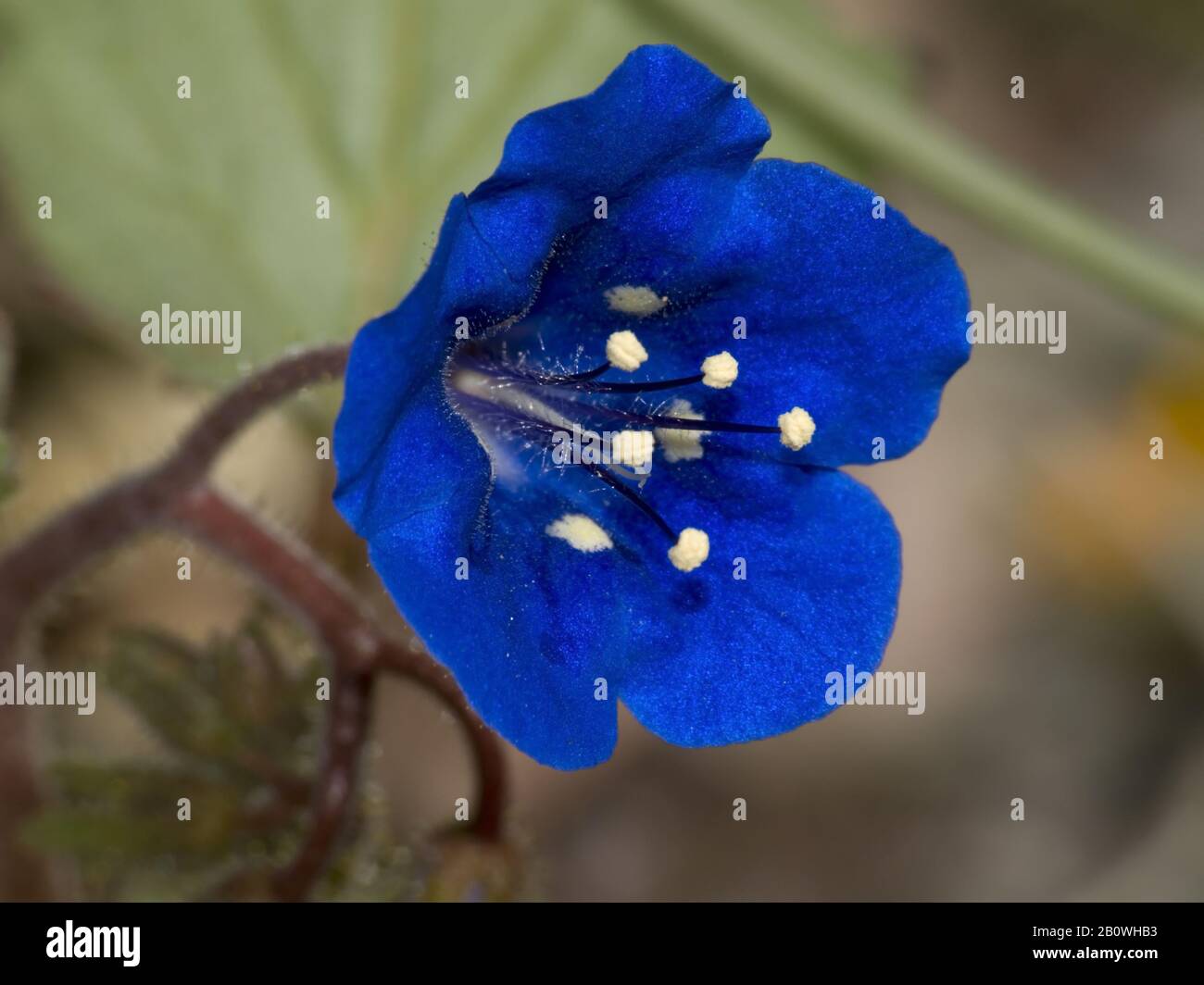 The deep blue flower of the Desert Blue Bells wildflower native to ...