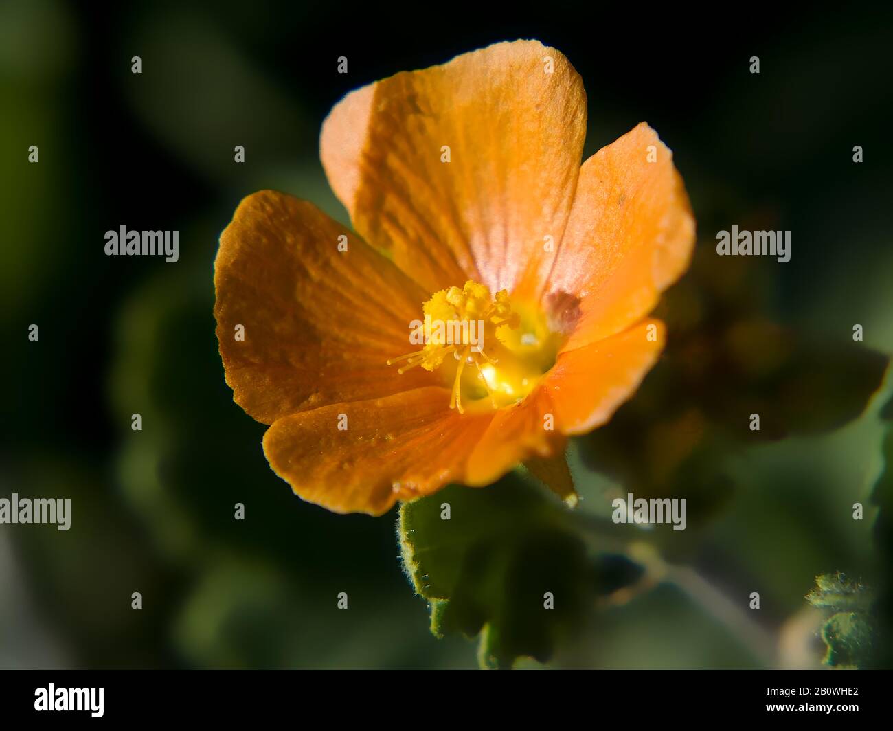 A Species of Wildflower native to Arizona called Emorys Globe Mallow ...