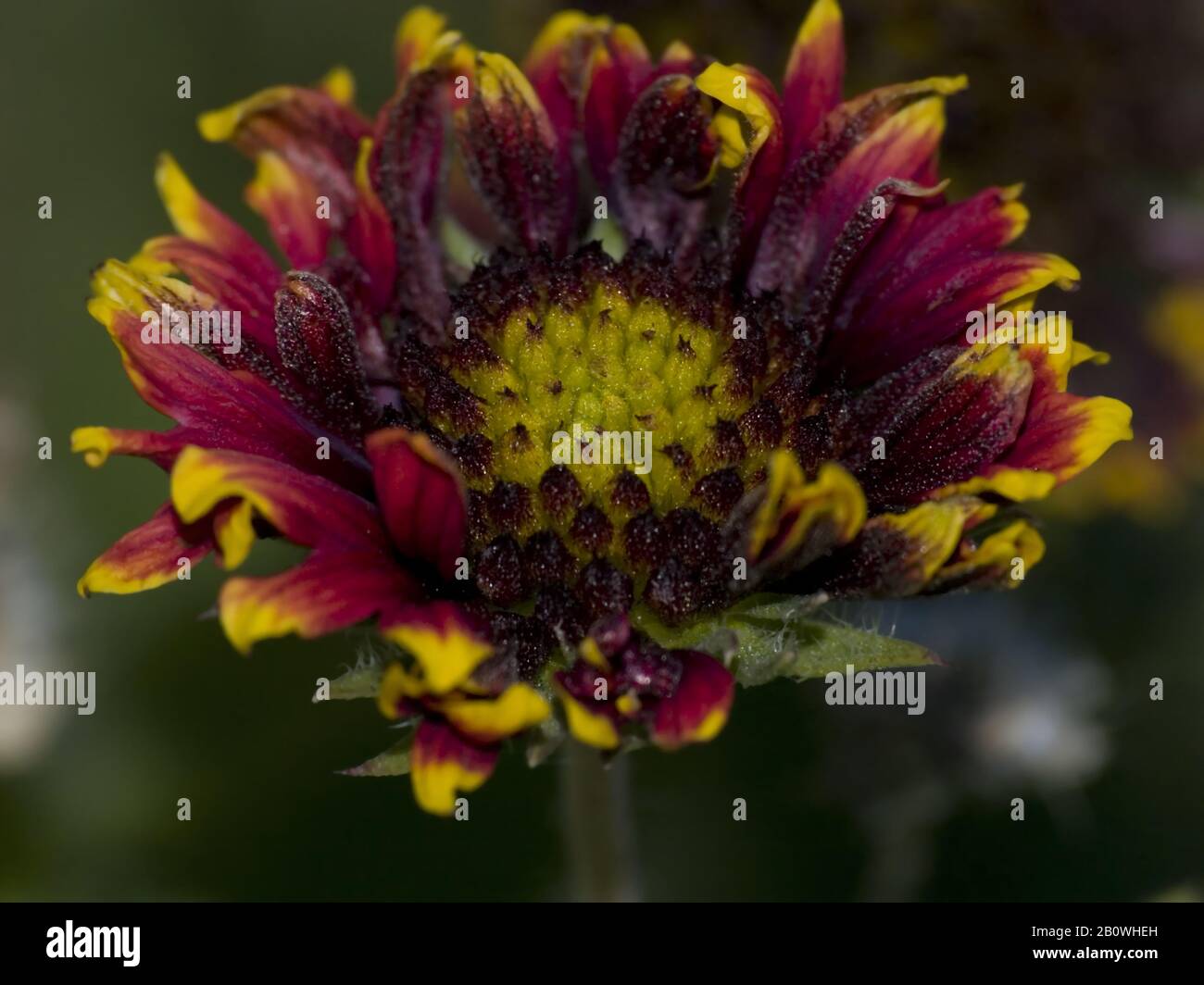 A wildflower native to the desert of Arizona known as a Fire Wheel ...