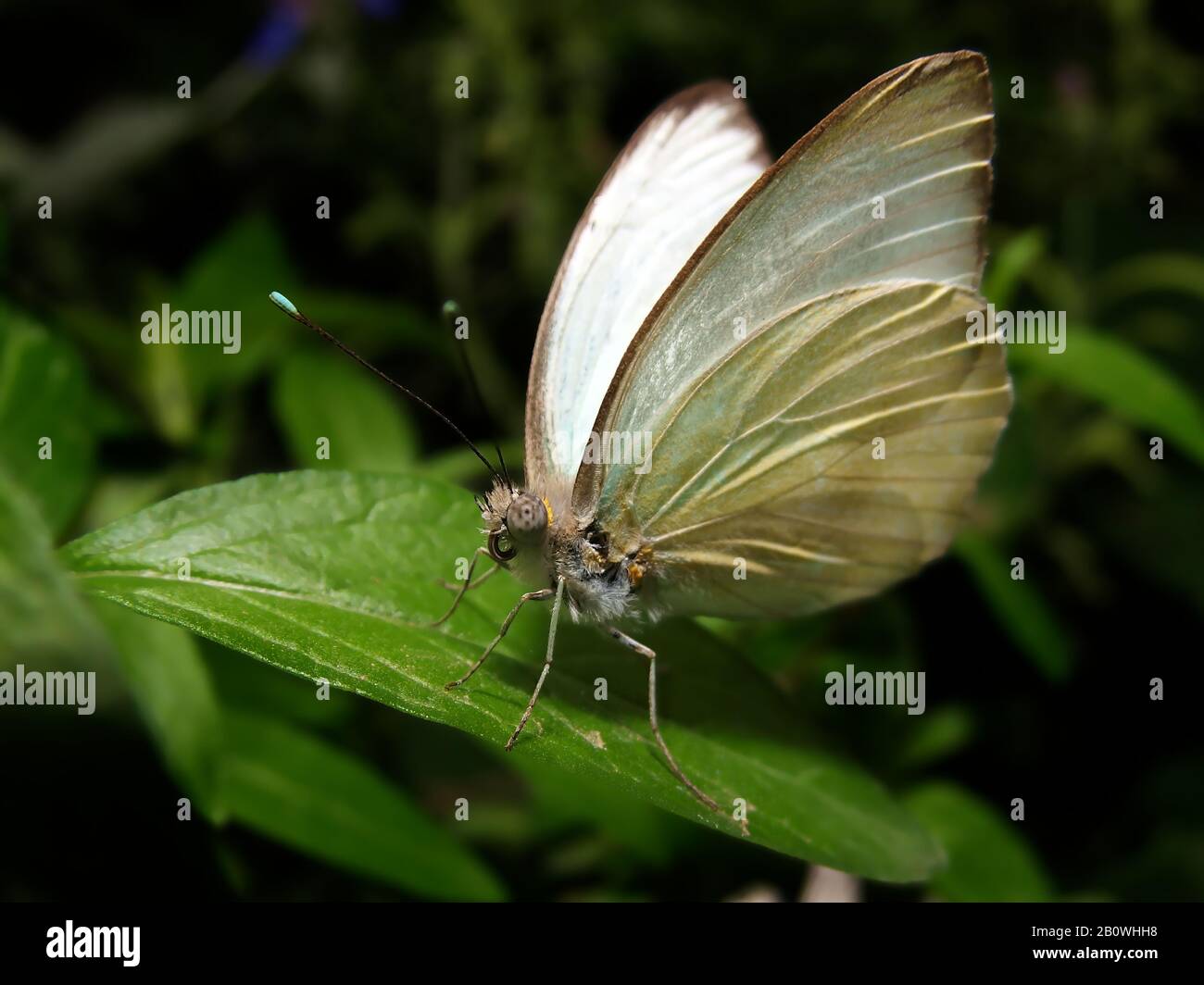 A butterfly native to Arizona called the Great Southern White perched ...