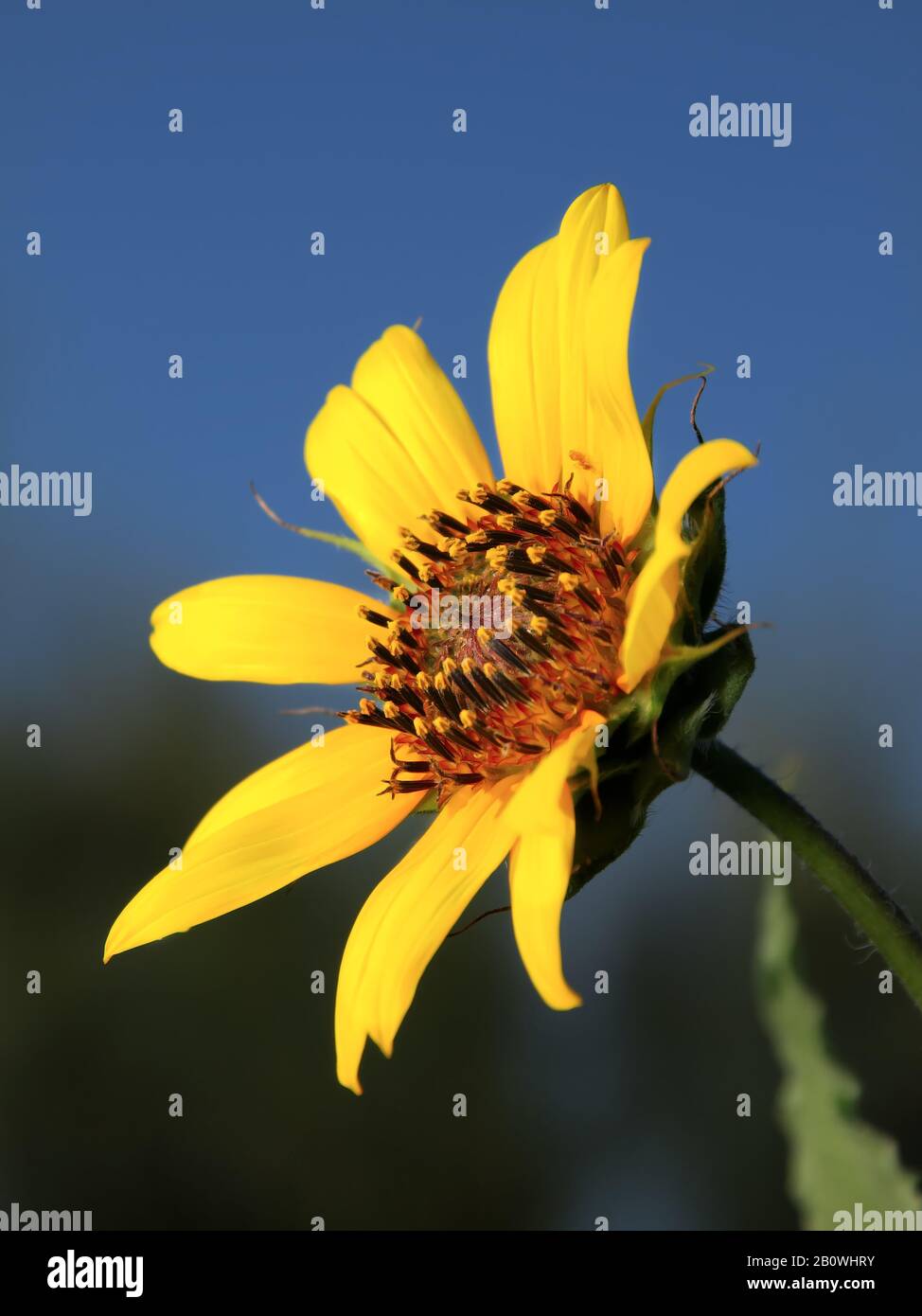 Wild Arizona Sunflower. The flower of a wild Sunflower native to the ...