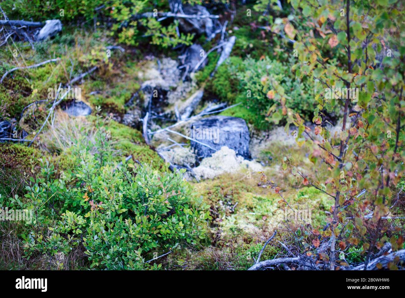 wild autumn forrest, roots of trees in mess background, dark world ...