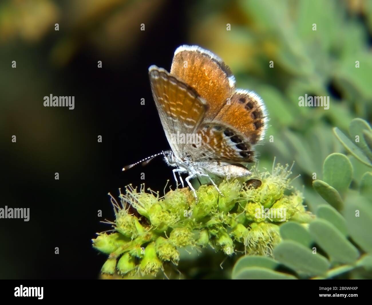 Western blue beauty butterfly hi-res stock photography and images - Alamy