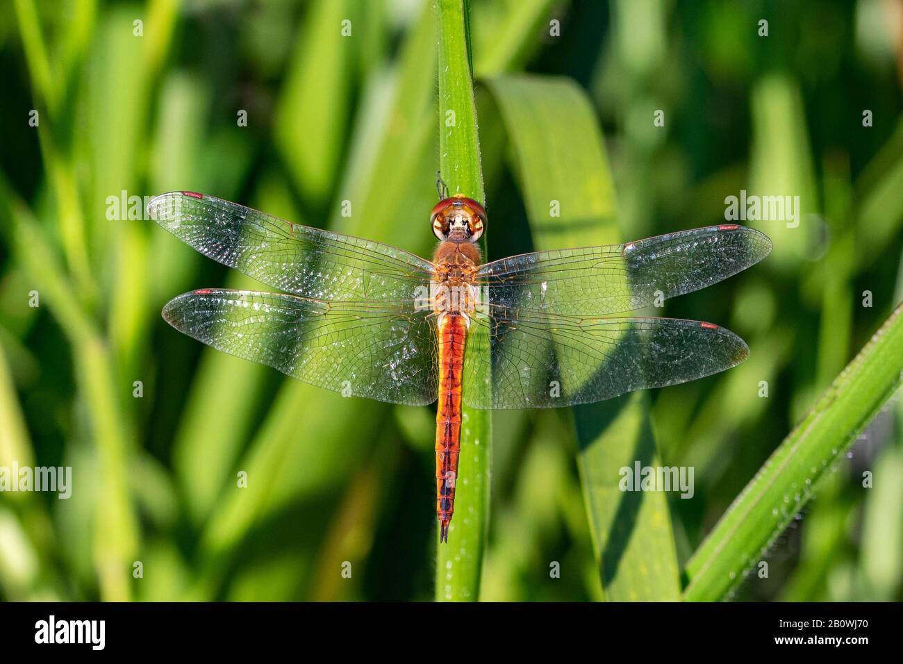 The globe wanderer hi-res stock photography and images - Alamy