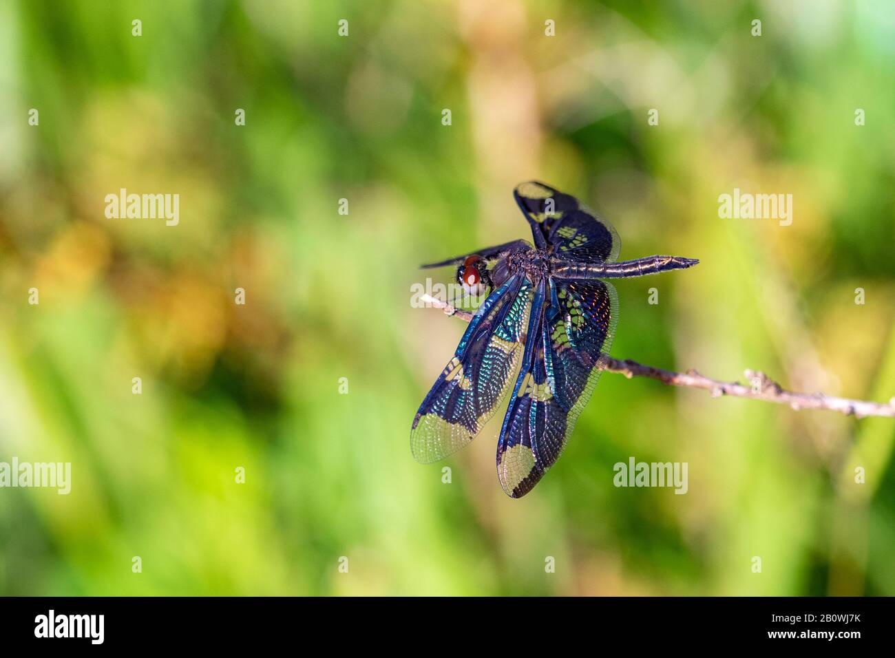 Black winged flutterer hi-res stock photography and images - Alamy