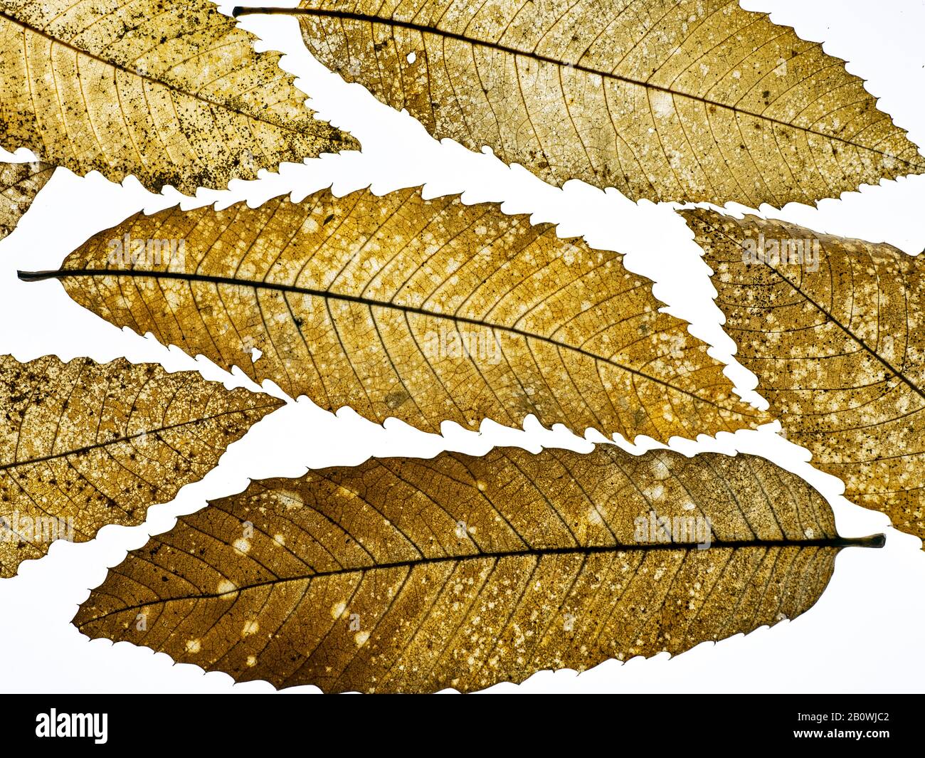 Golden brown sweet chestnut tree leaves hi-res stock photography and ...