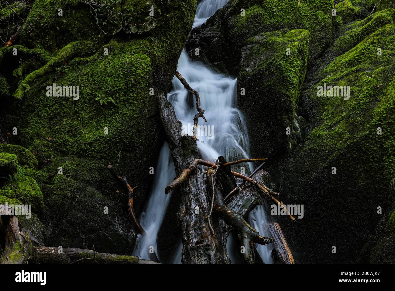 Tree log in water hi-res stock photography and images - Alamy