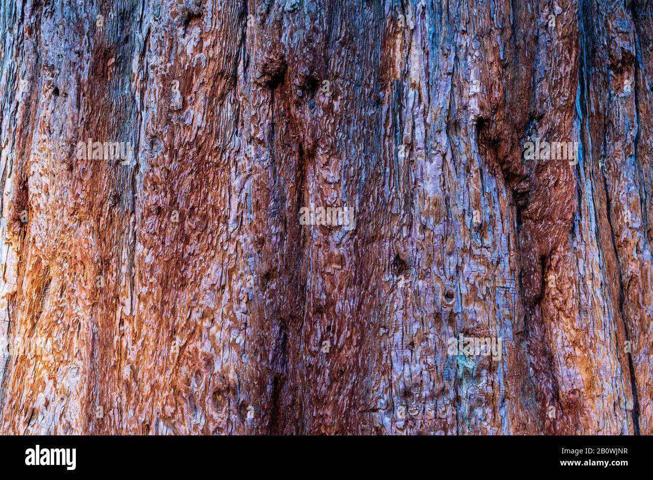 Natural Park of Montseny,Sequoia sempervirens, Barcelona, Spain, Europe ...