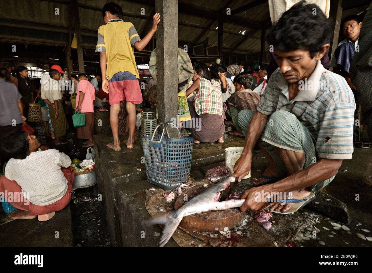 Cutting a fish at the Sittwe fish market, Rakhine State, Myanmar Stock ...