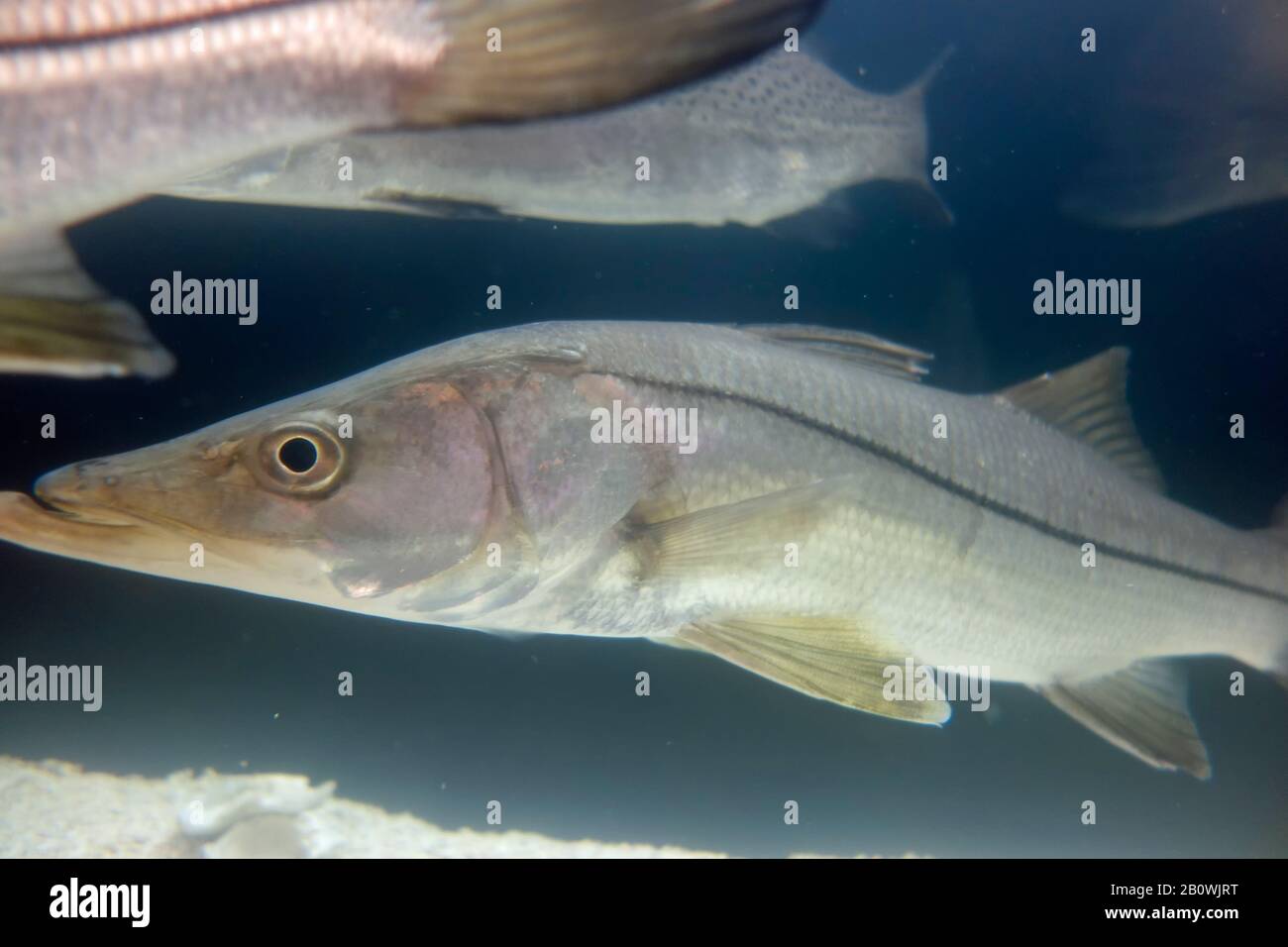 common snook fish Stock Photo - Alamy