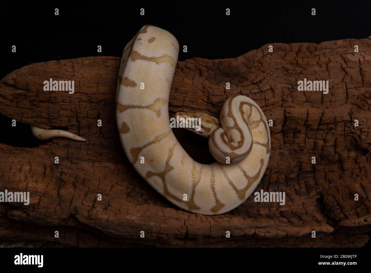 reptile, morph, exotic, snake, pet, wildlife, animal, nature, skin ...