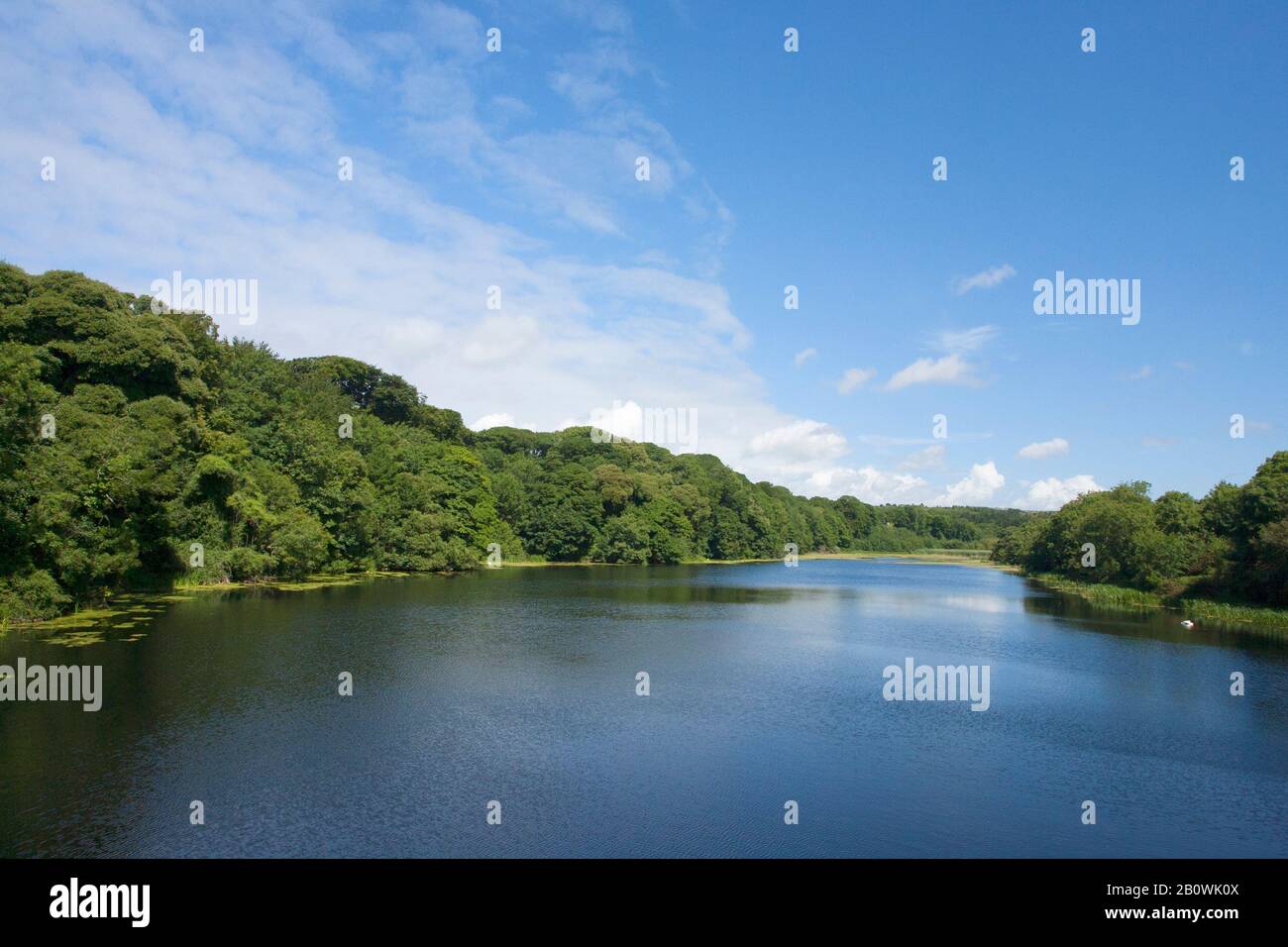 Bosherston Lily Ponds surrounded by woodland, Stackpole Estate ...