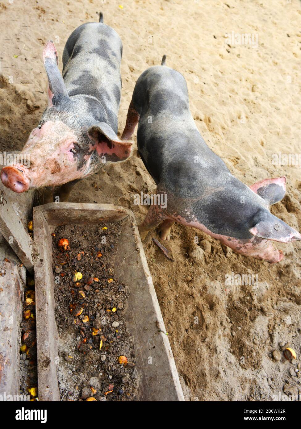Pig Trough High Resolution Stock Photography and Images - Alamy