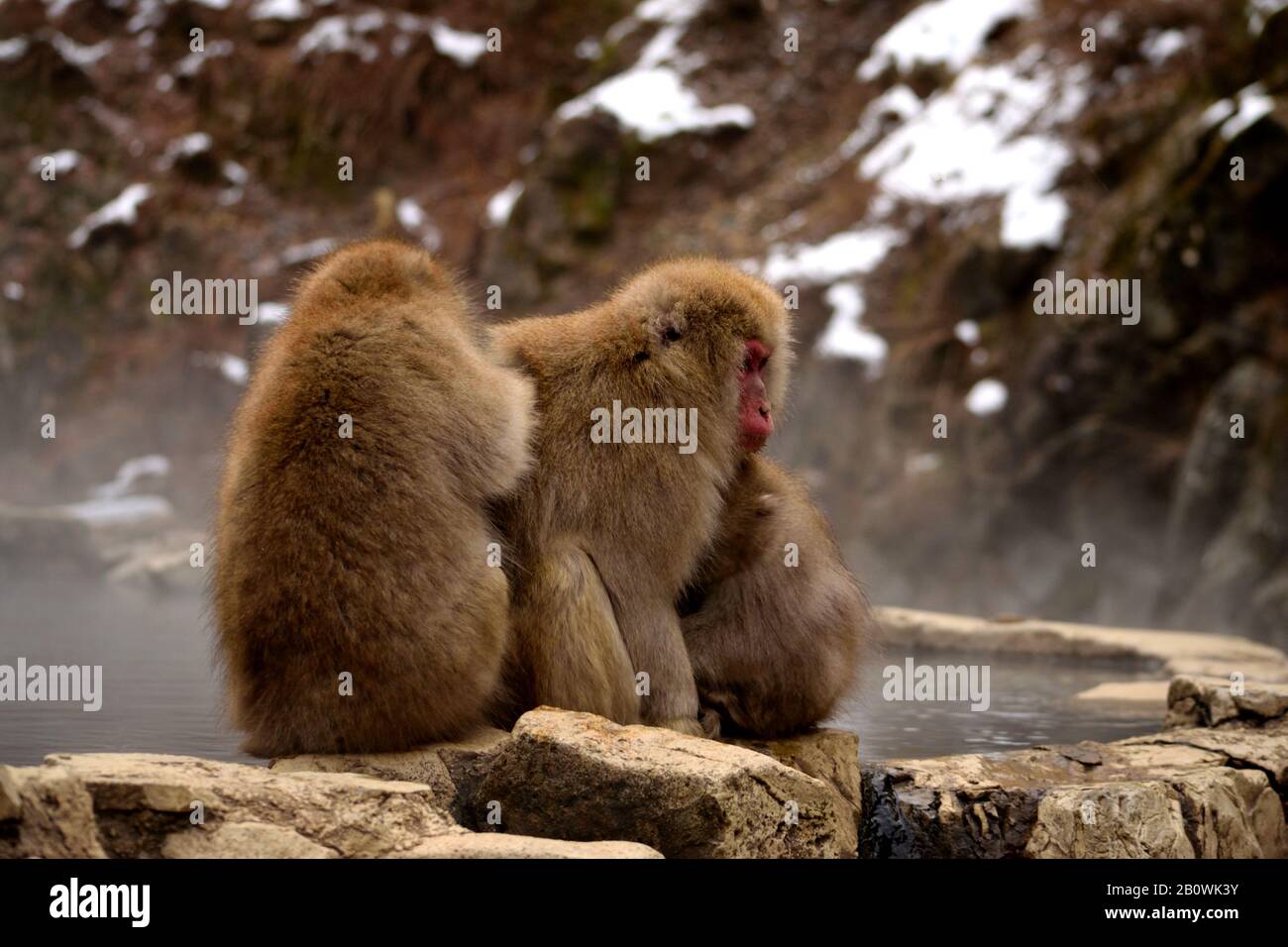 Closeup of a small group of japanese macaques during the winter season ...