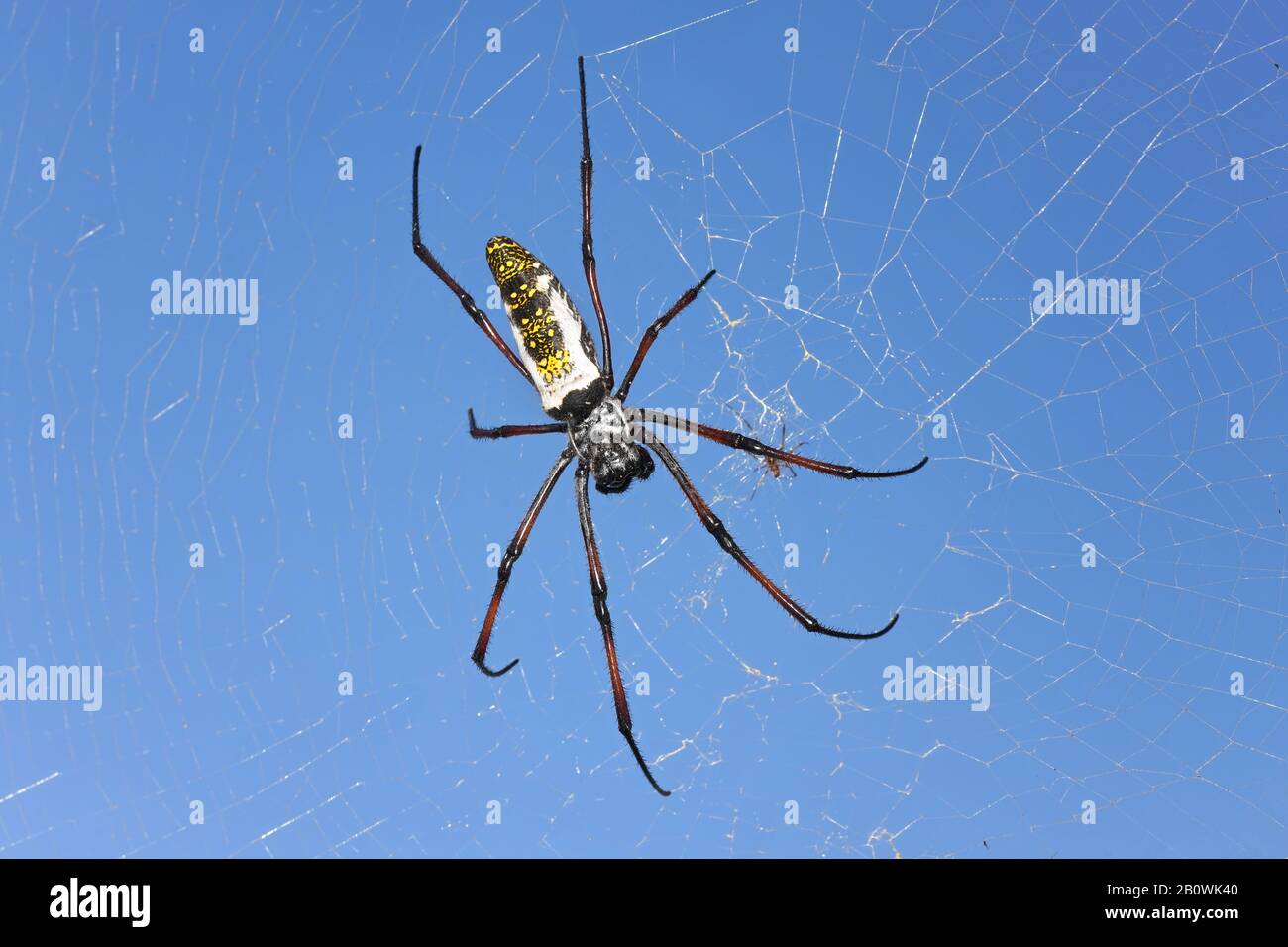Red legged golden orb weaver spider female - Nephila inaurata ...
