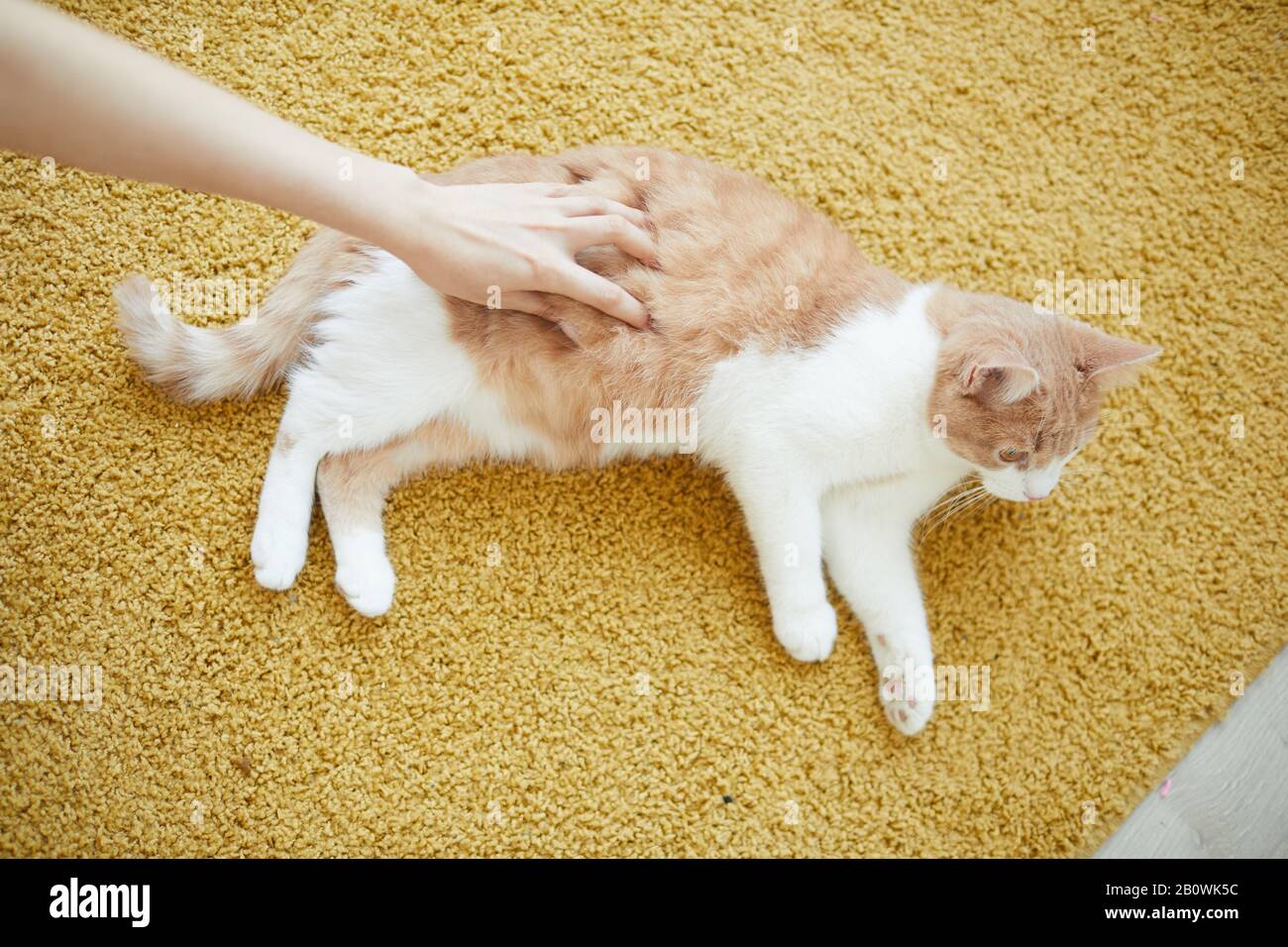 Animals on the red carpet hi-res stock photography and images - Alamy