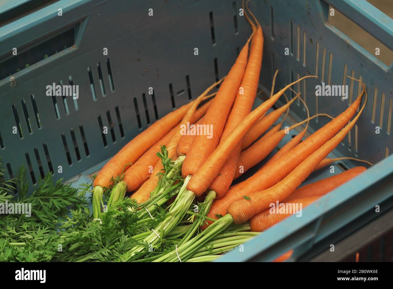 Fresh carrots on plastic hi-res stock photography and images - Alamy