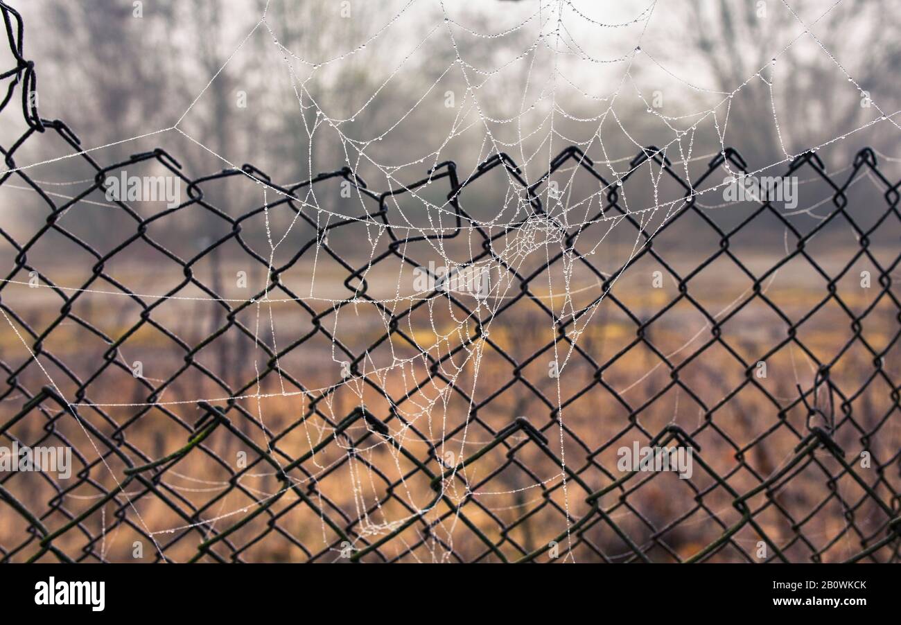 Spider web in front of chain link fence hi-res stock photography and ...