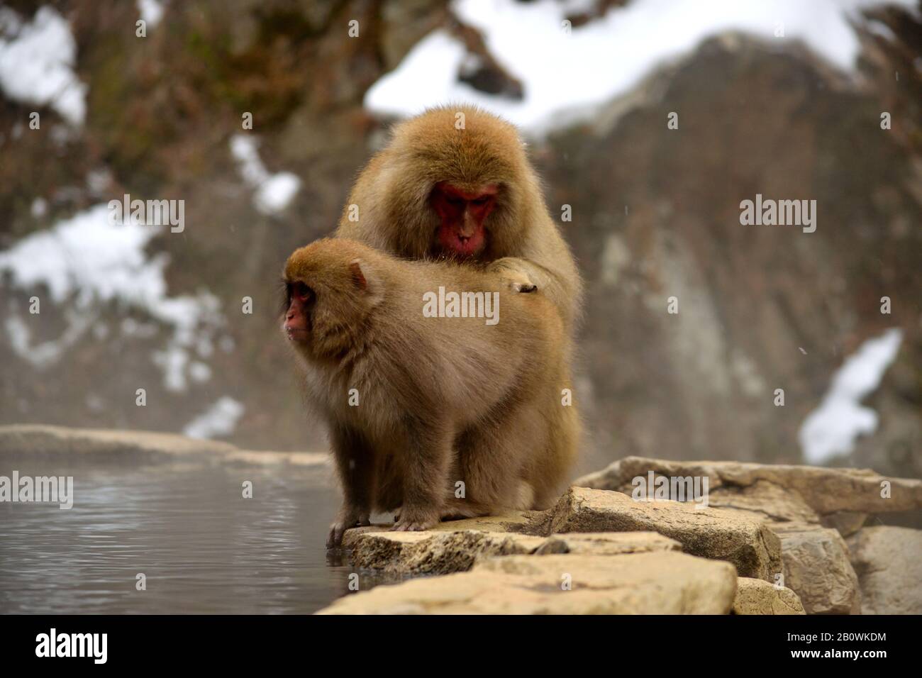 Closeup of two japanese macaques during the winter season, Jigokudani ...