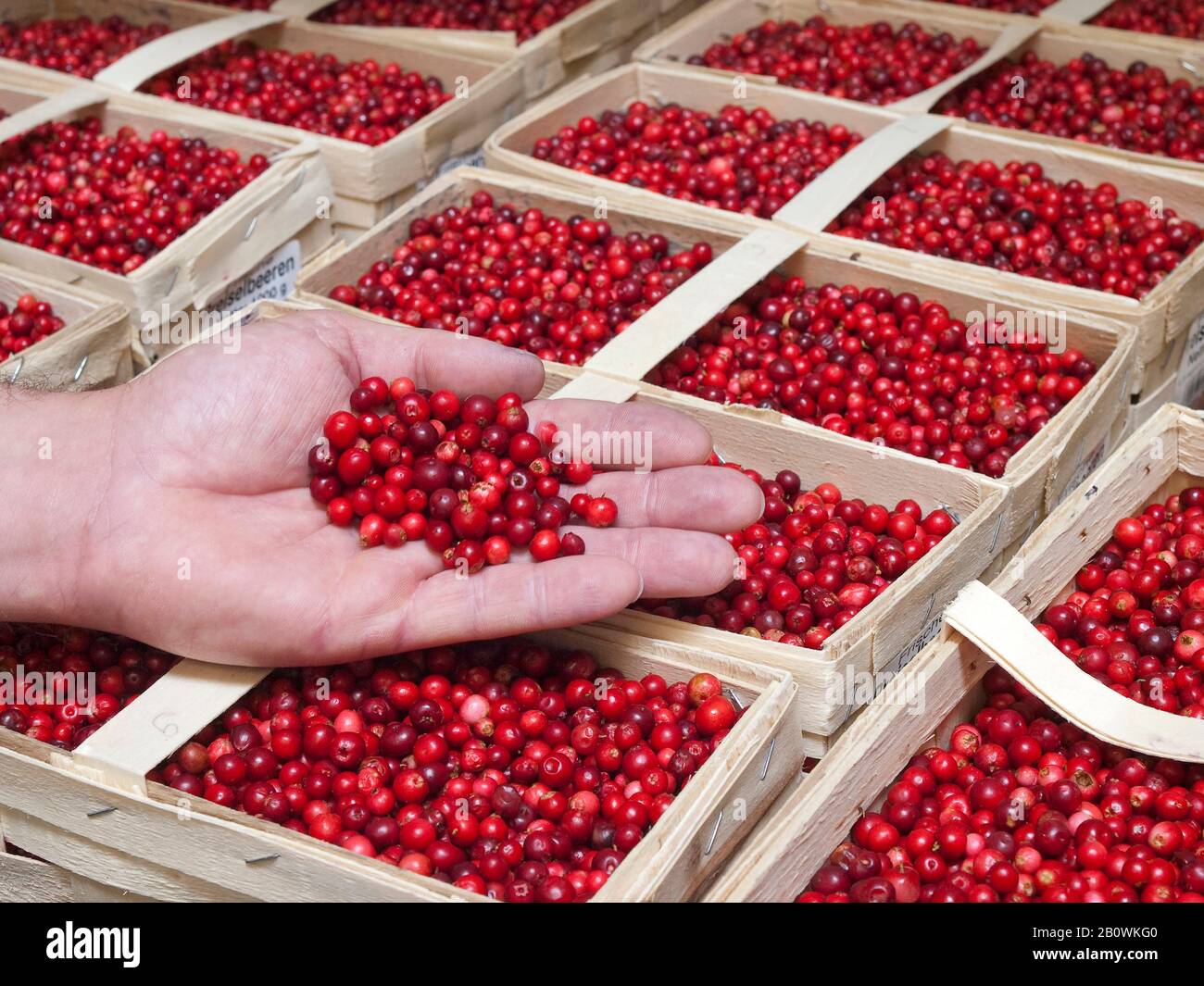 Baskets of cranberries hi-res stock photography and images - Alamy