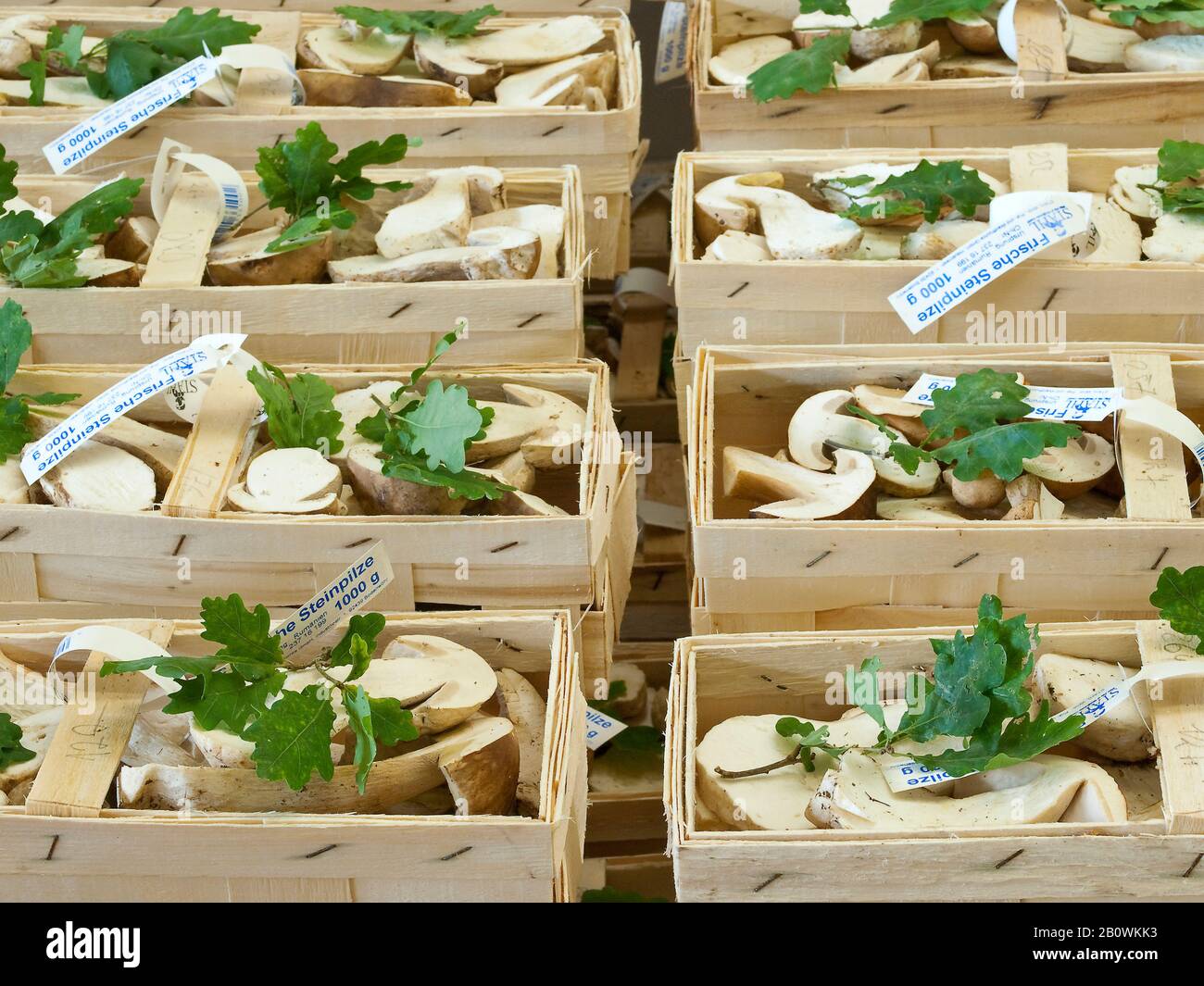 Ceps hi-res stock photography and images - Alamy