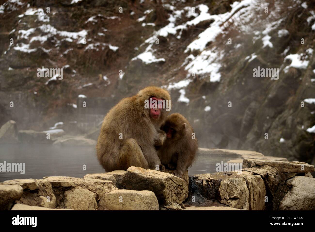 Closeup of two japanese macaques during the winter season, Jigokudani ...