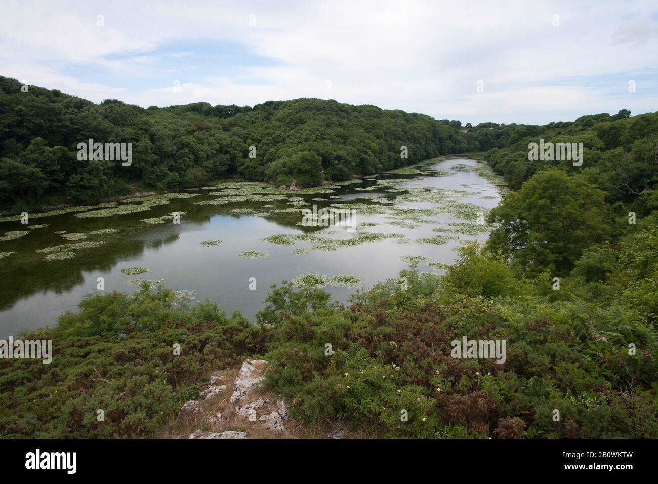 Bosherston Lily Ponds surrounded by woodland, Stackpole Estate ...