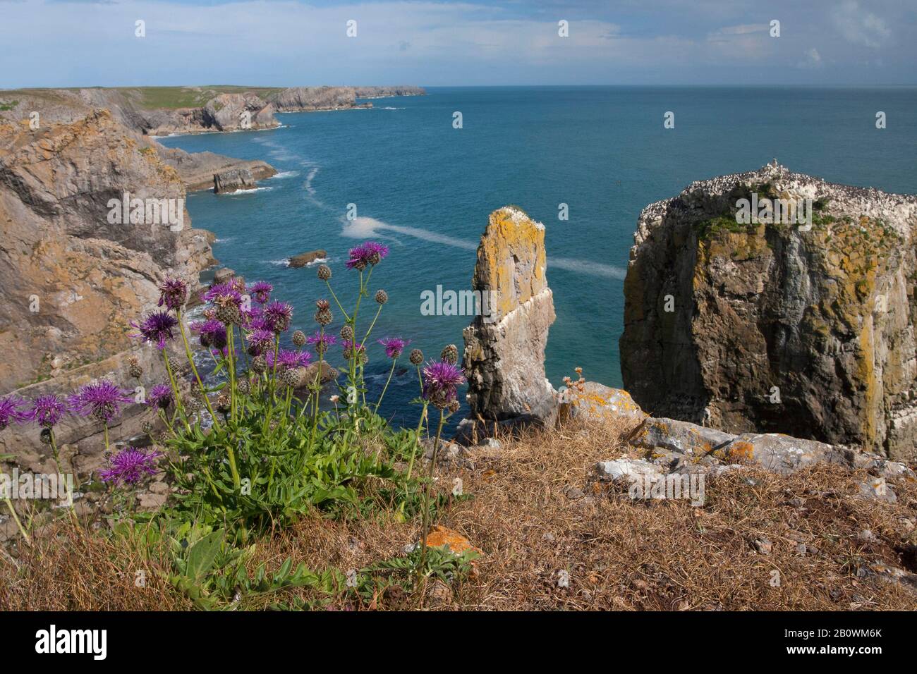 Greater Knapweed, Centaurea scabiosa, growing on cliffs overlooking sea ...