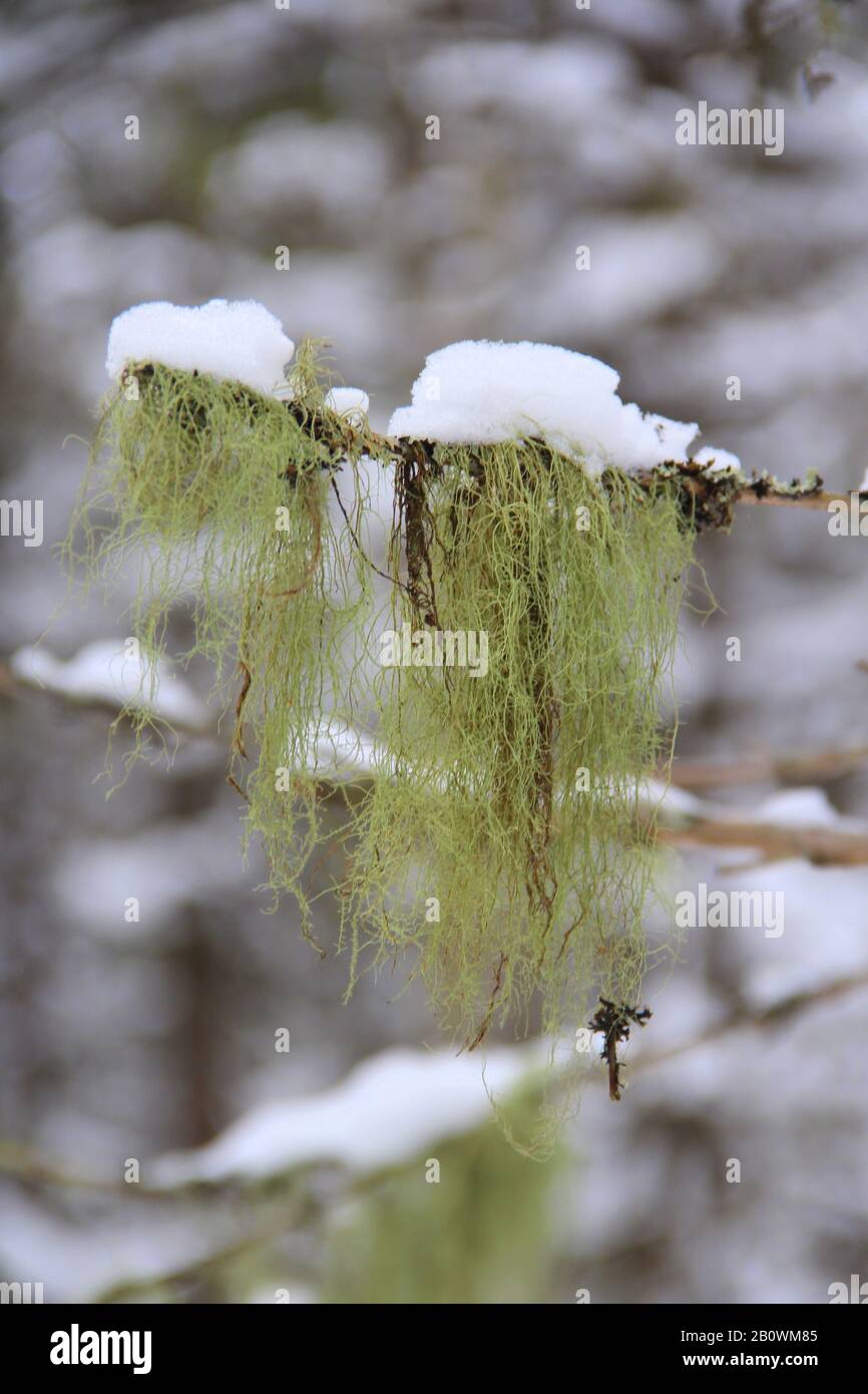 Green moss sprouts hanging from a branch on winter blur background ...