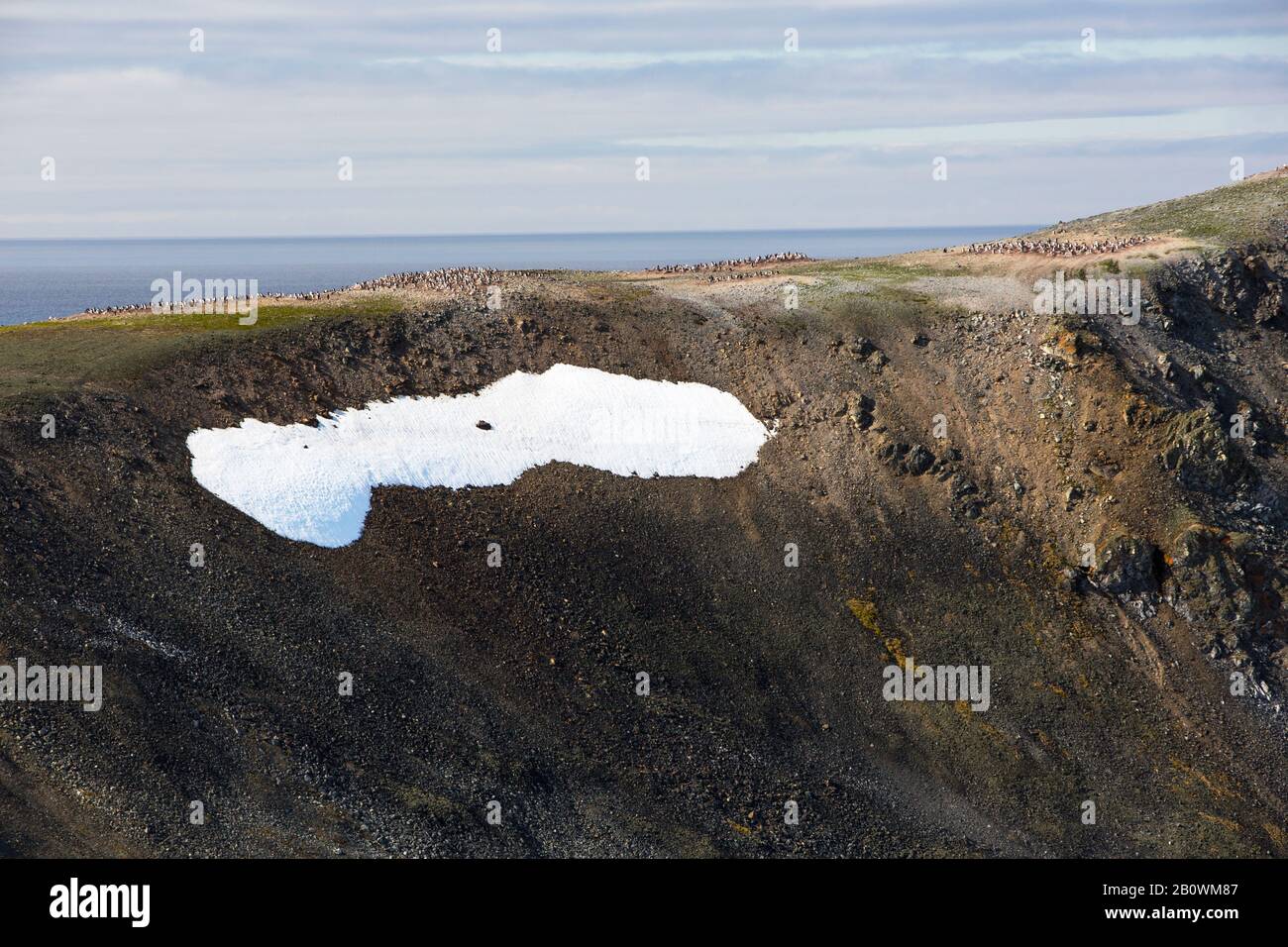 Penguins nesting on Robert Island in the South Shetland Islands ...