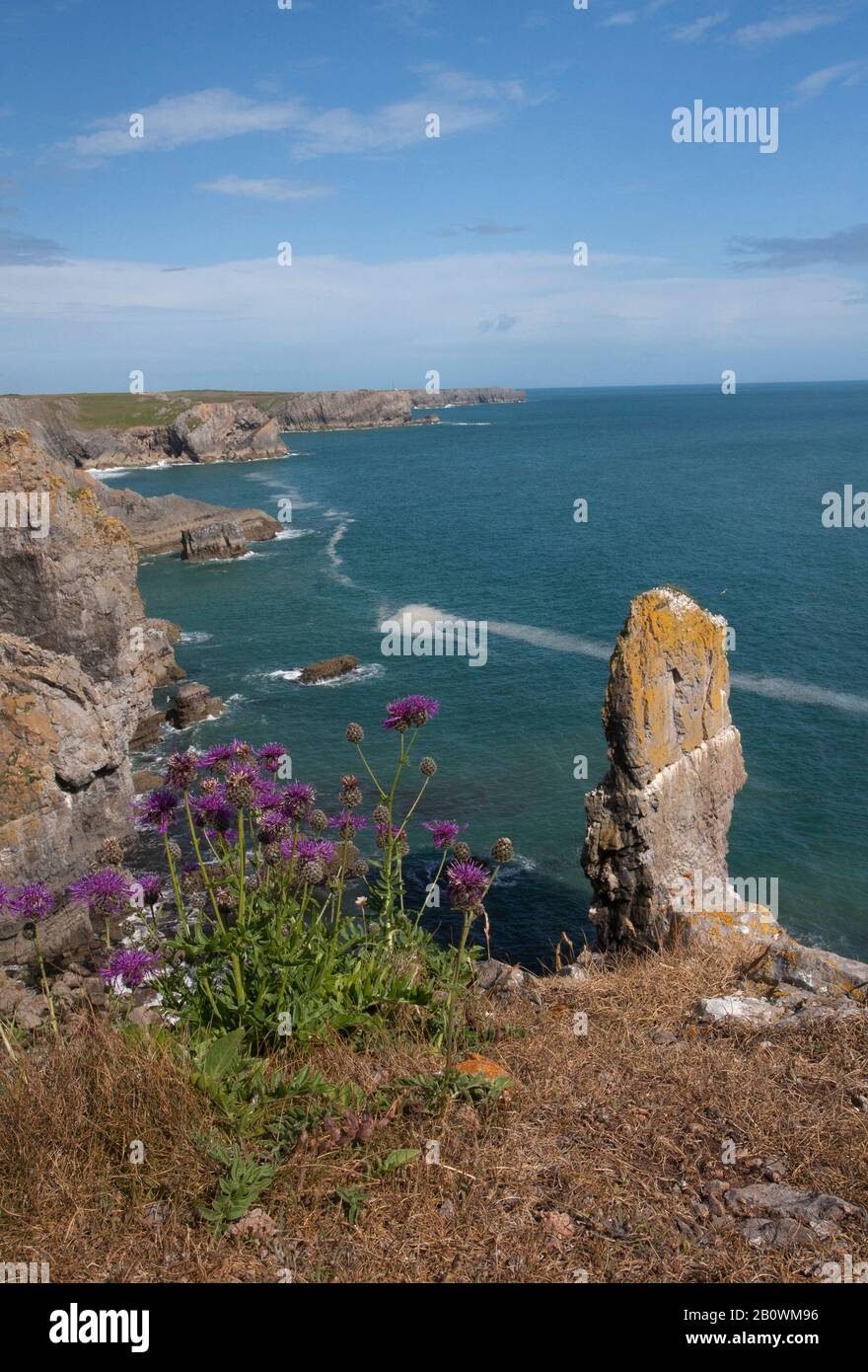 Greater Knapweed, Centaurea scabiosa, growing on cliffs overlooking sea ...