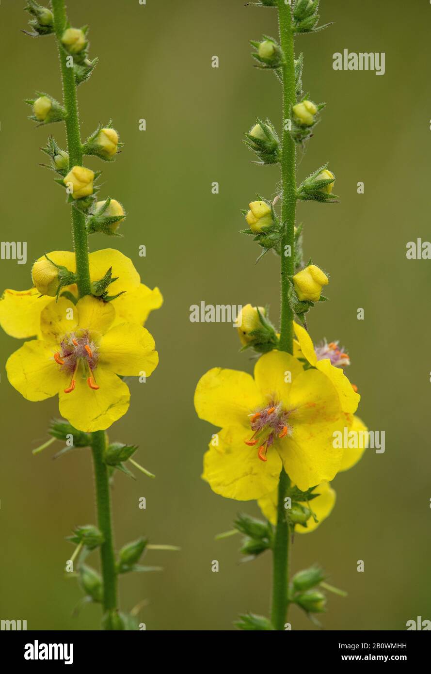 Moth mullein hi-res stock photography and images - Alamy