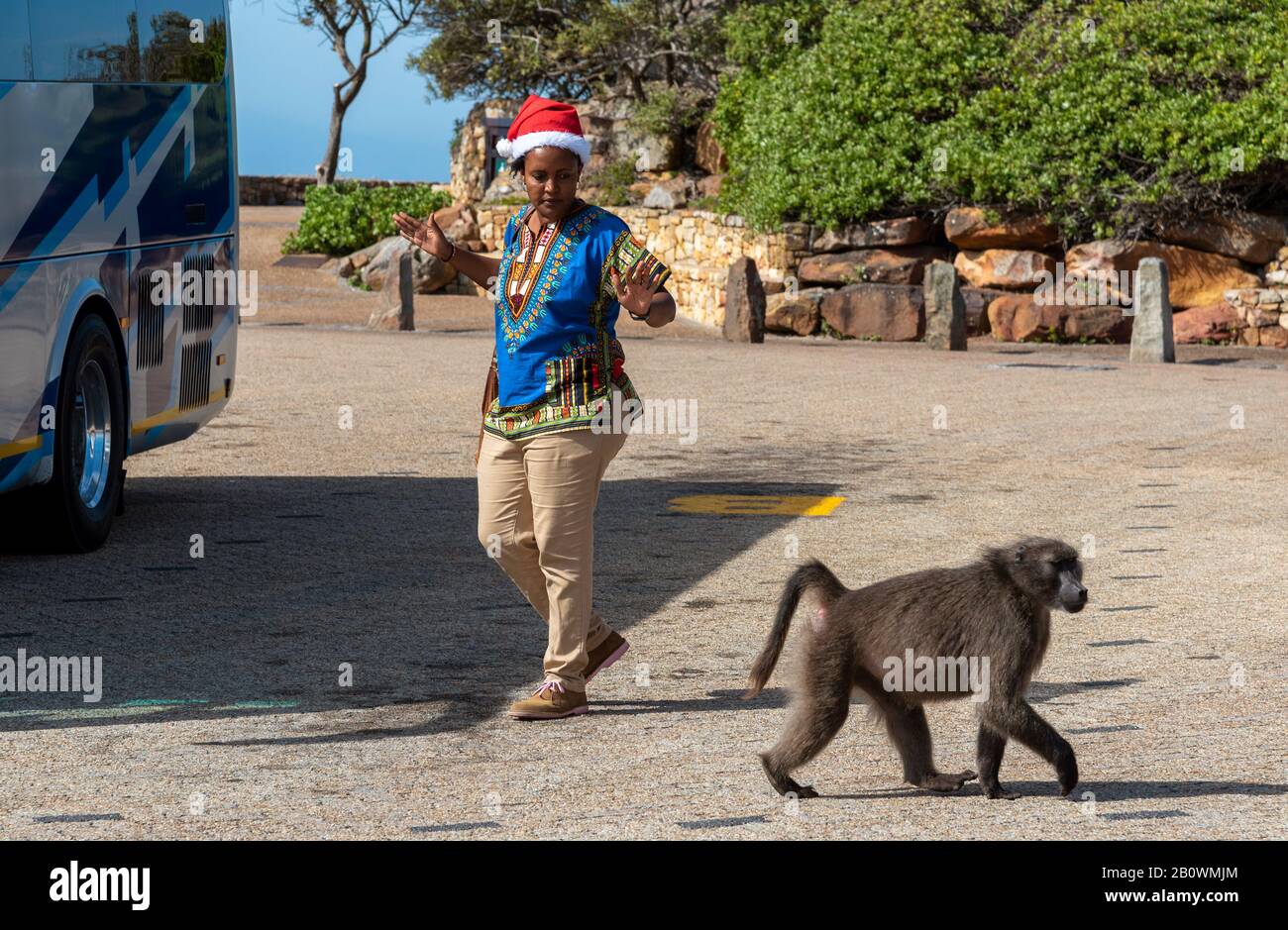 Baboon woman hi-res stock photography and images - Alamy